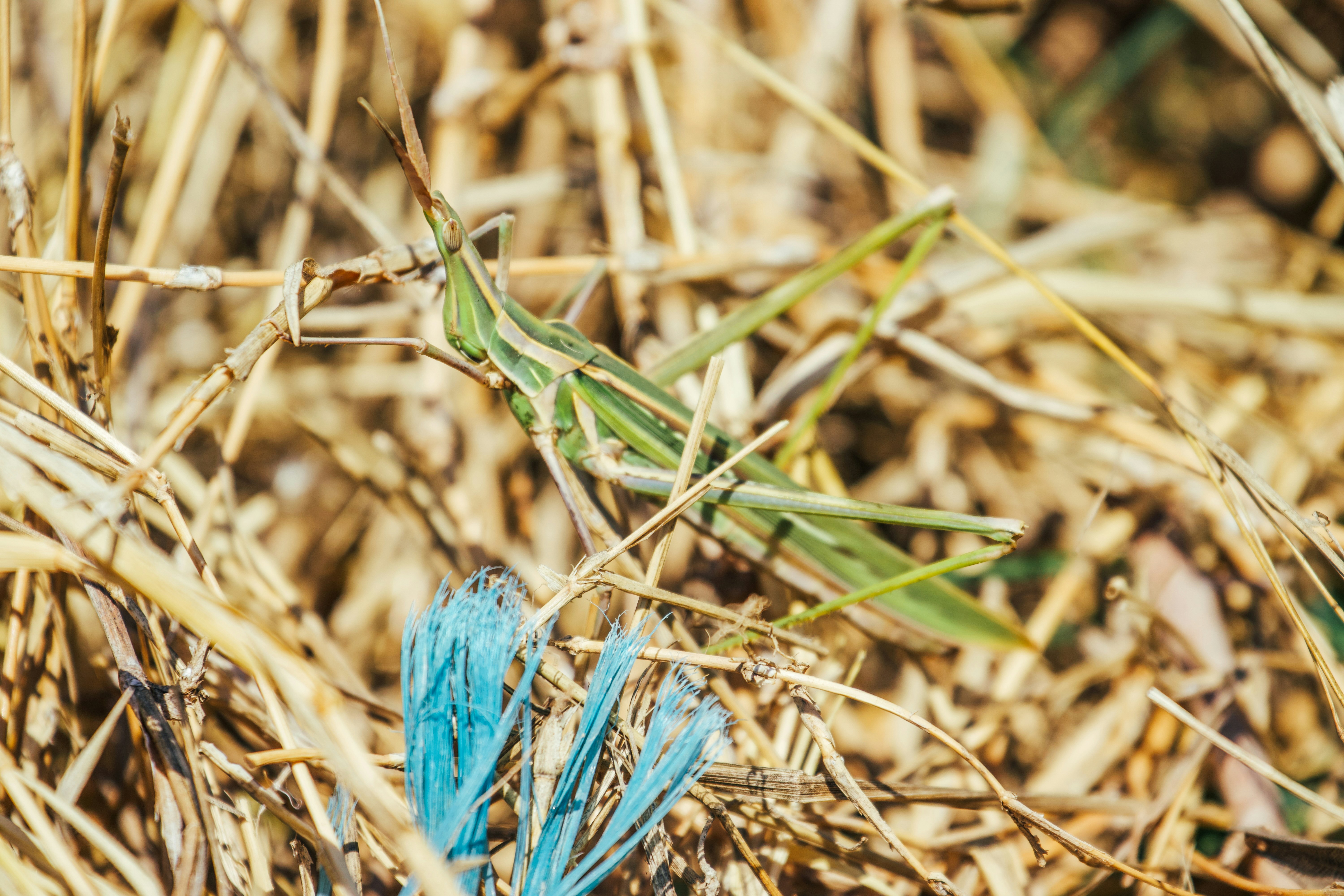 Azure Feather in a Dry Grass Vignette
