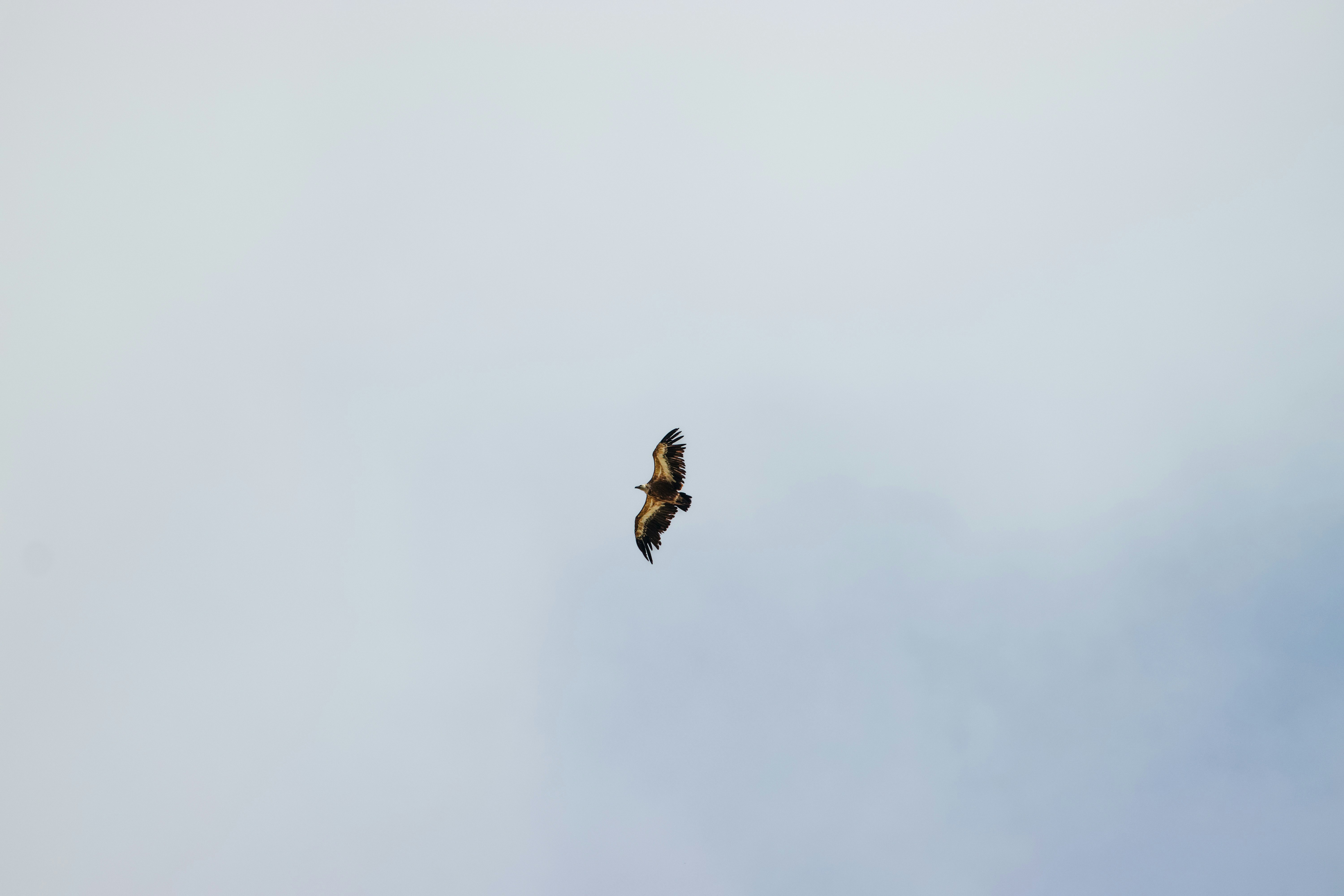 A lone raptor in a pale sky
