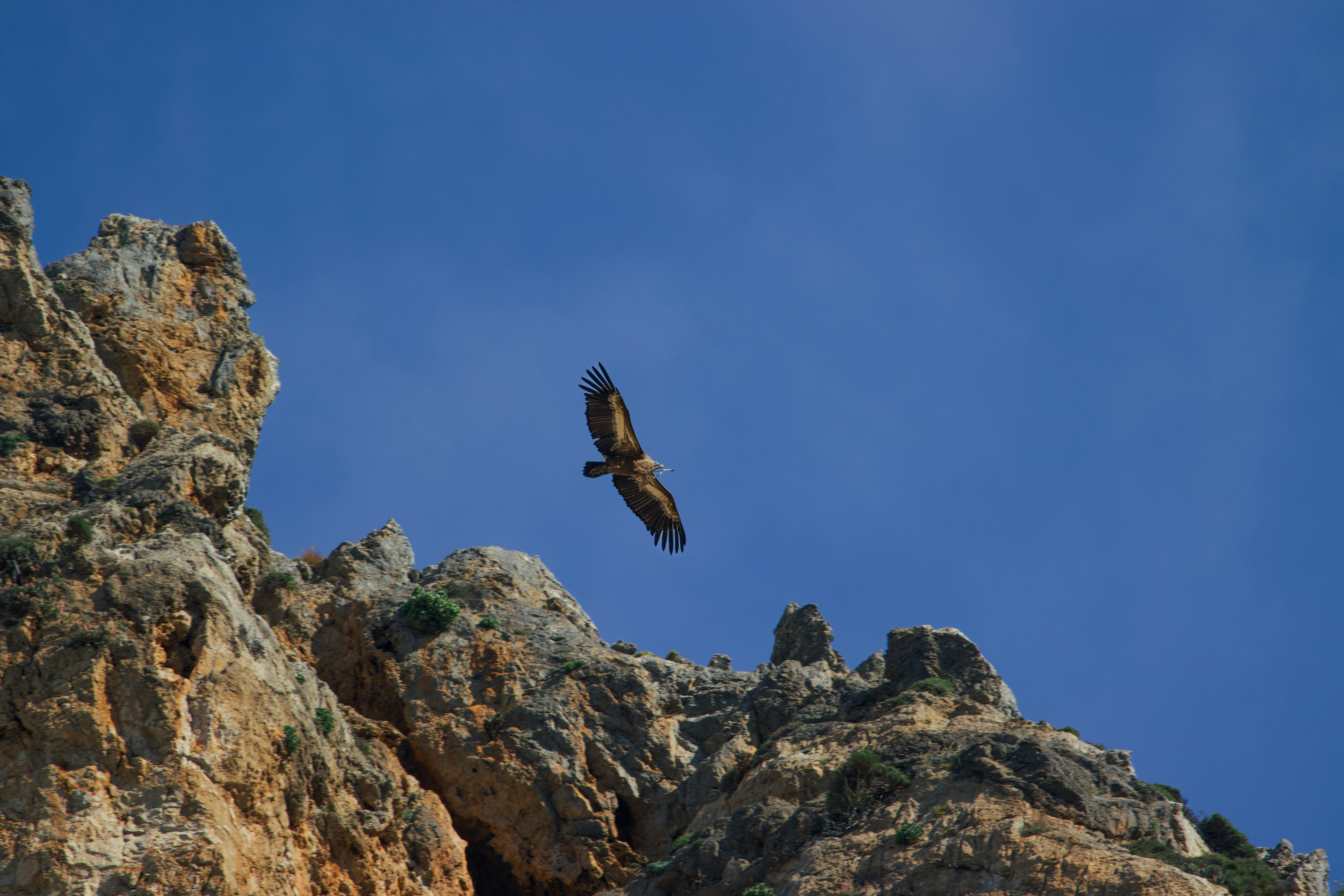 Raptor Over Ridge: A Stone-cliff Flight Under a Clear Blue
