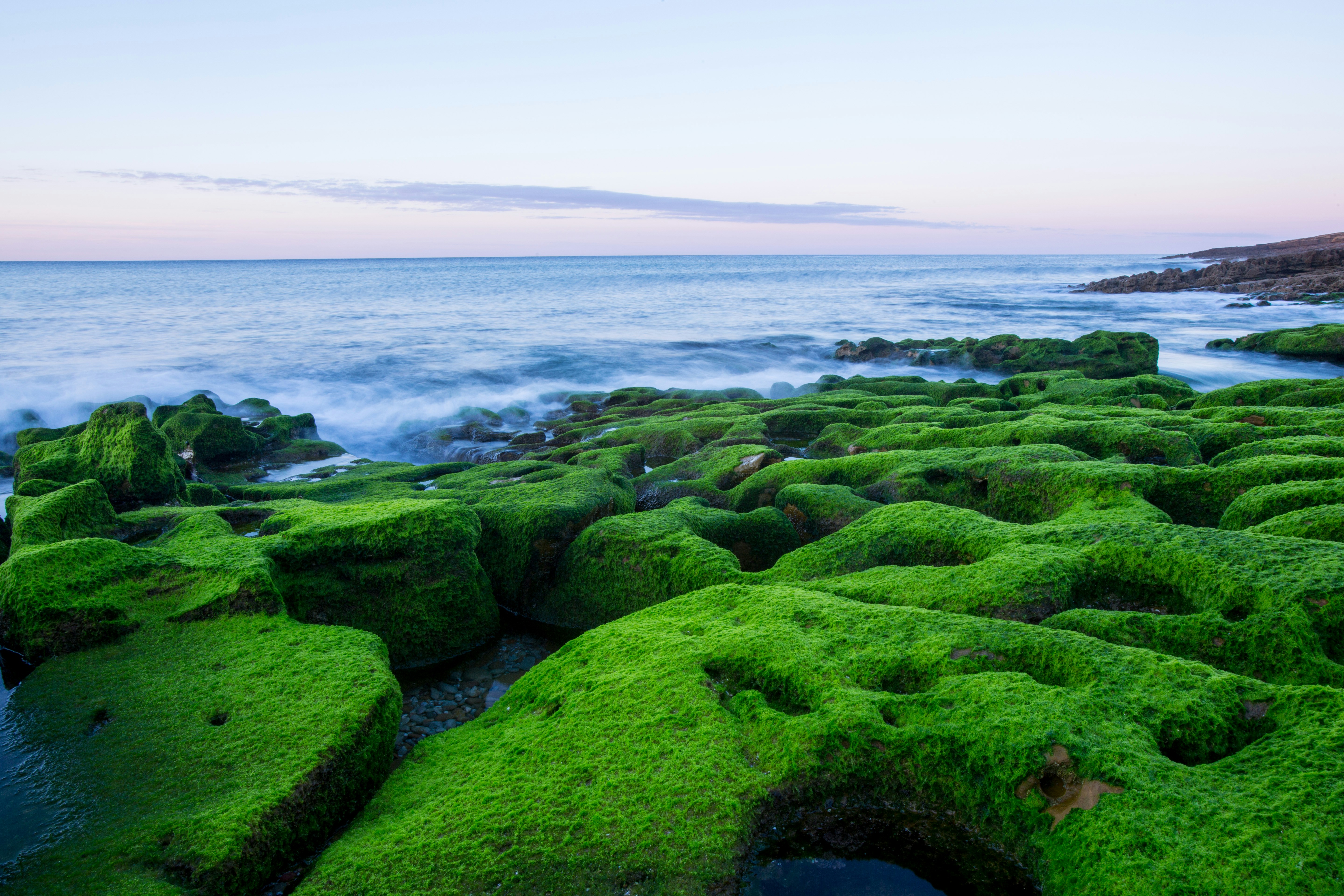 Emerald Moss on Coastal Basalt: Tide-worn Geology at Dusk