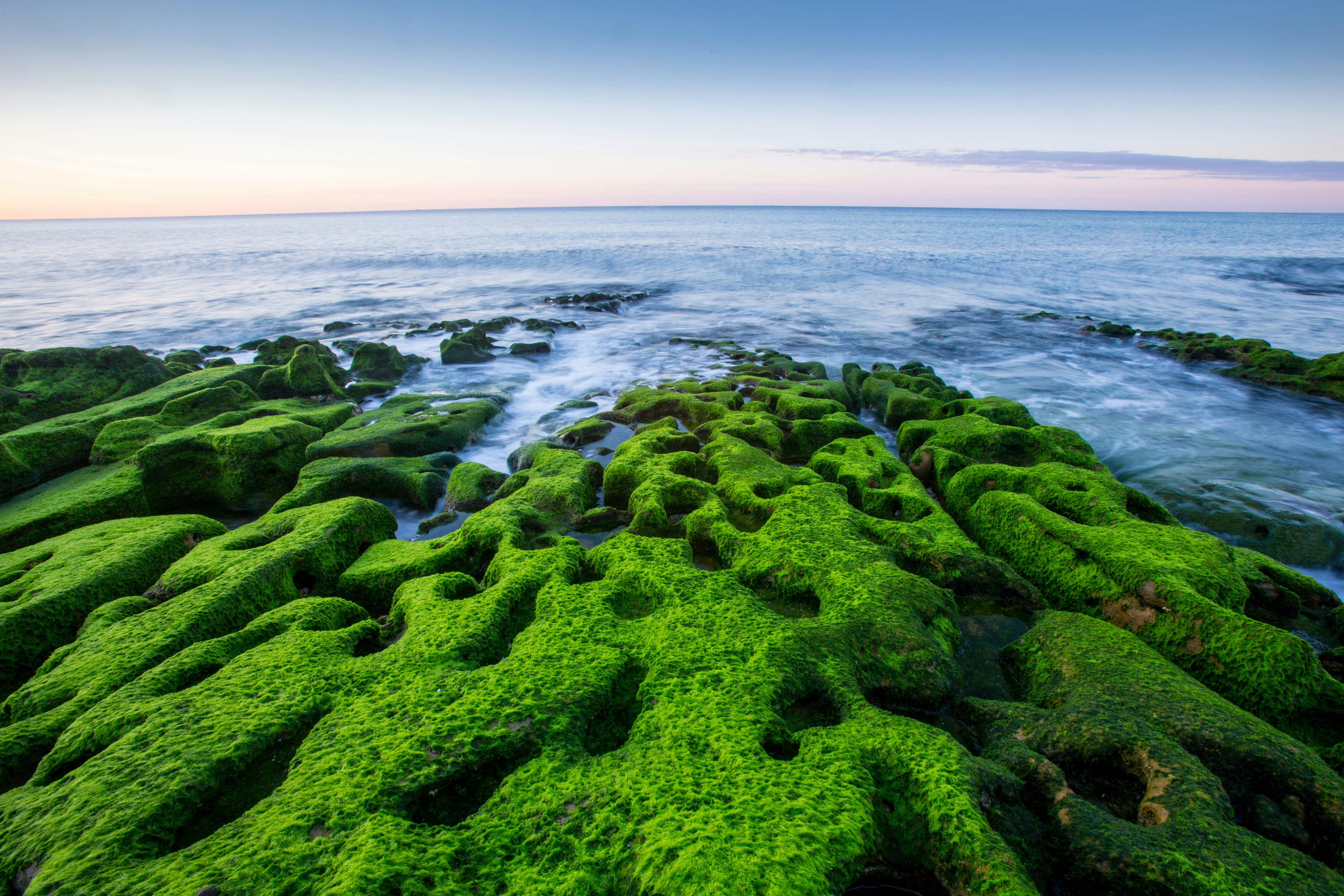  Mossy Reef at Dusk: A Green Tangle Reaching Toward the Quiet Sea