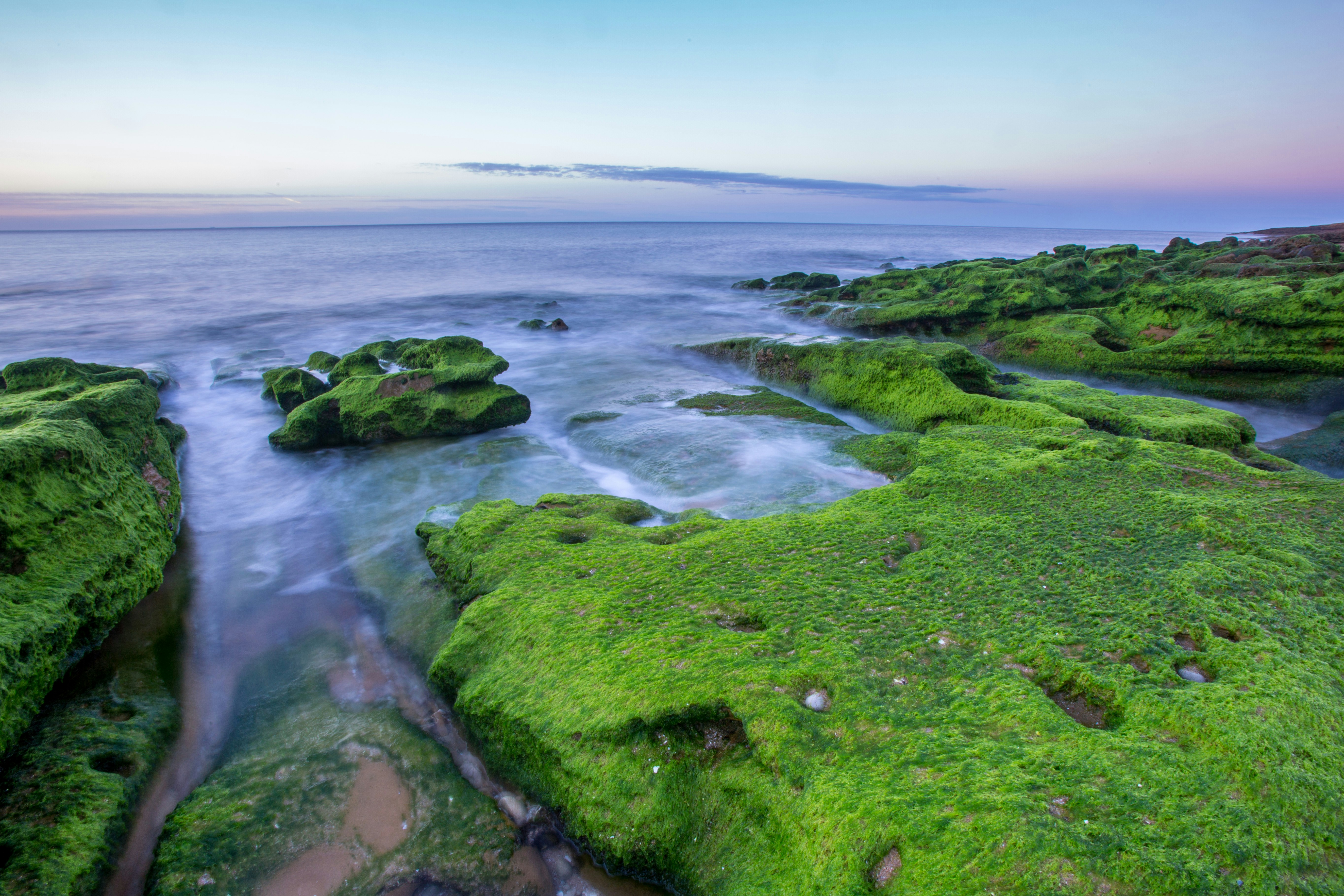 Green moss on rocky shoreline under pastel sea and sky