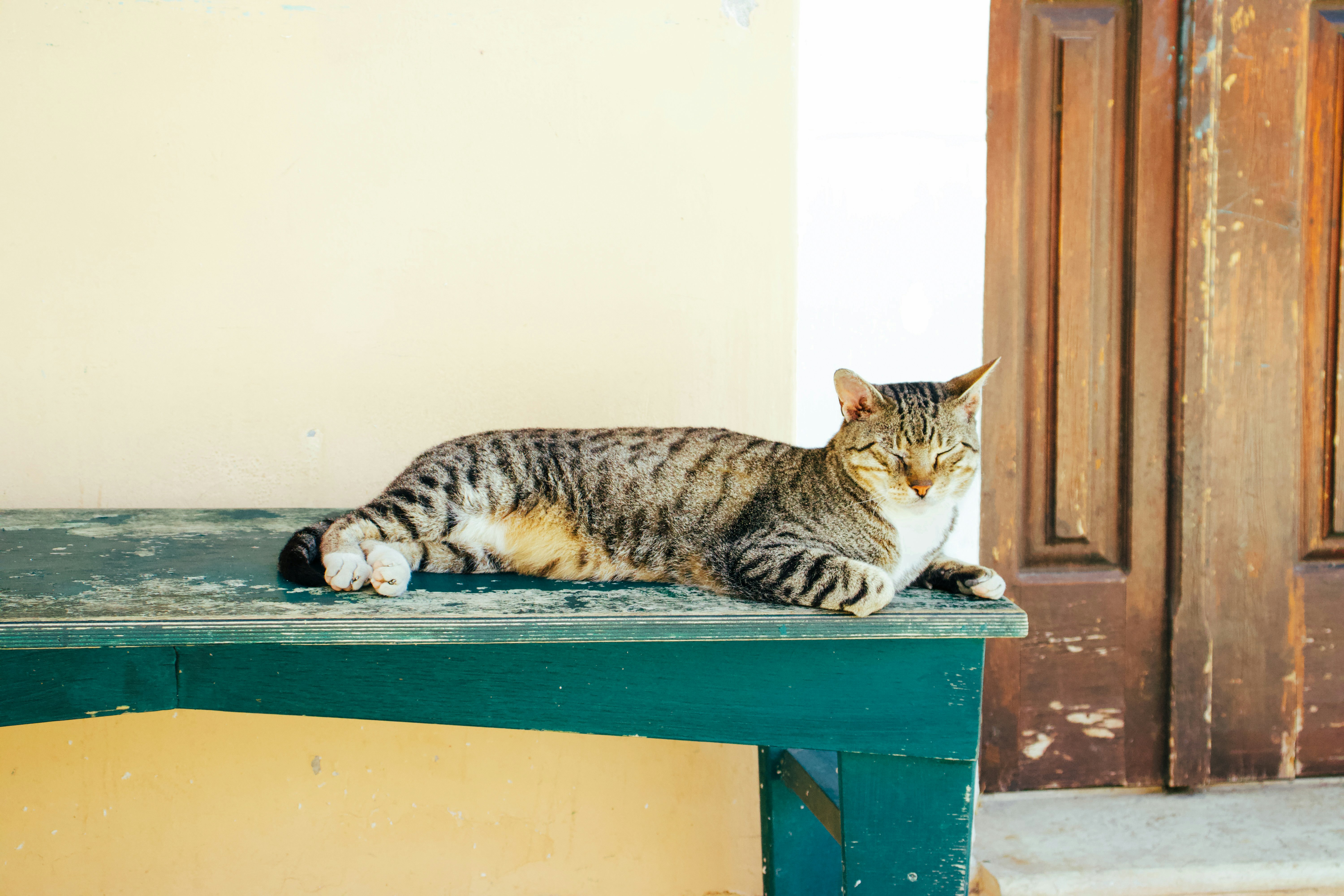 Cat at Rest: Sunny Terrace Guardian on a Lichen-green Bench