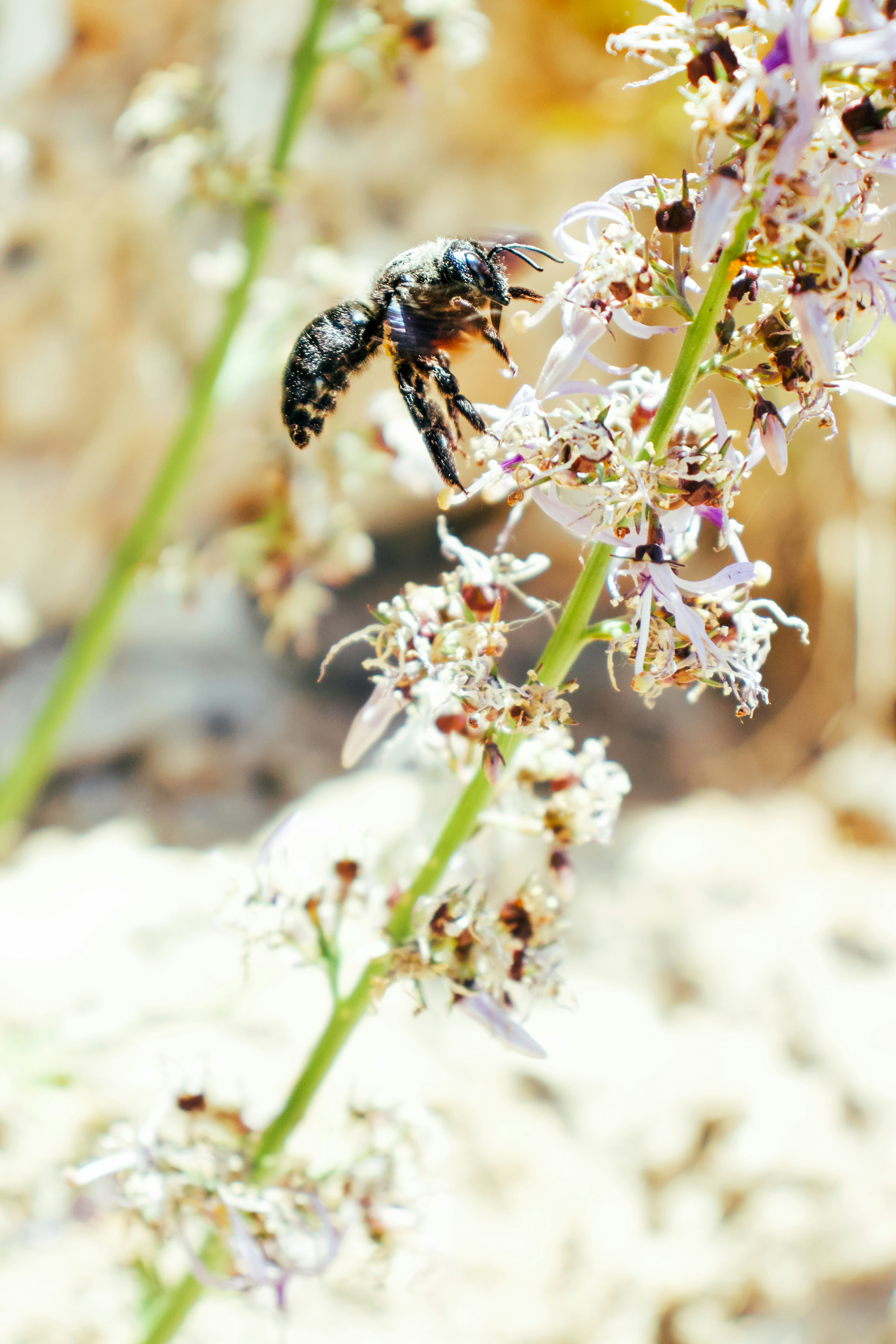 Dusty dragonfly on pale bloom under summer light