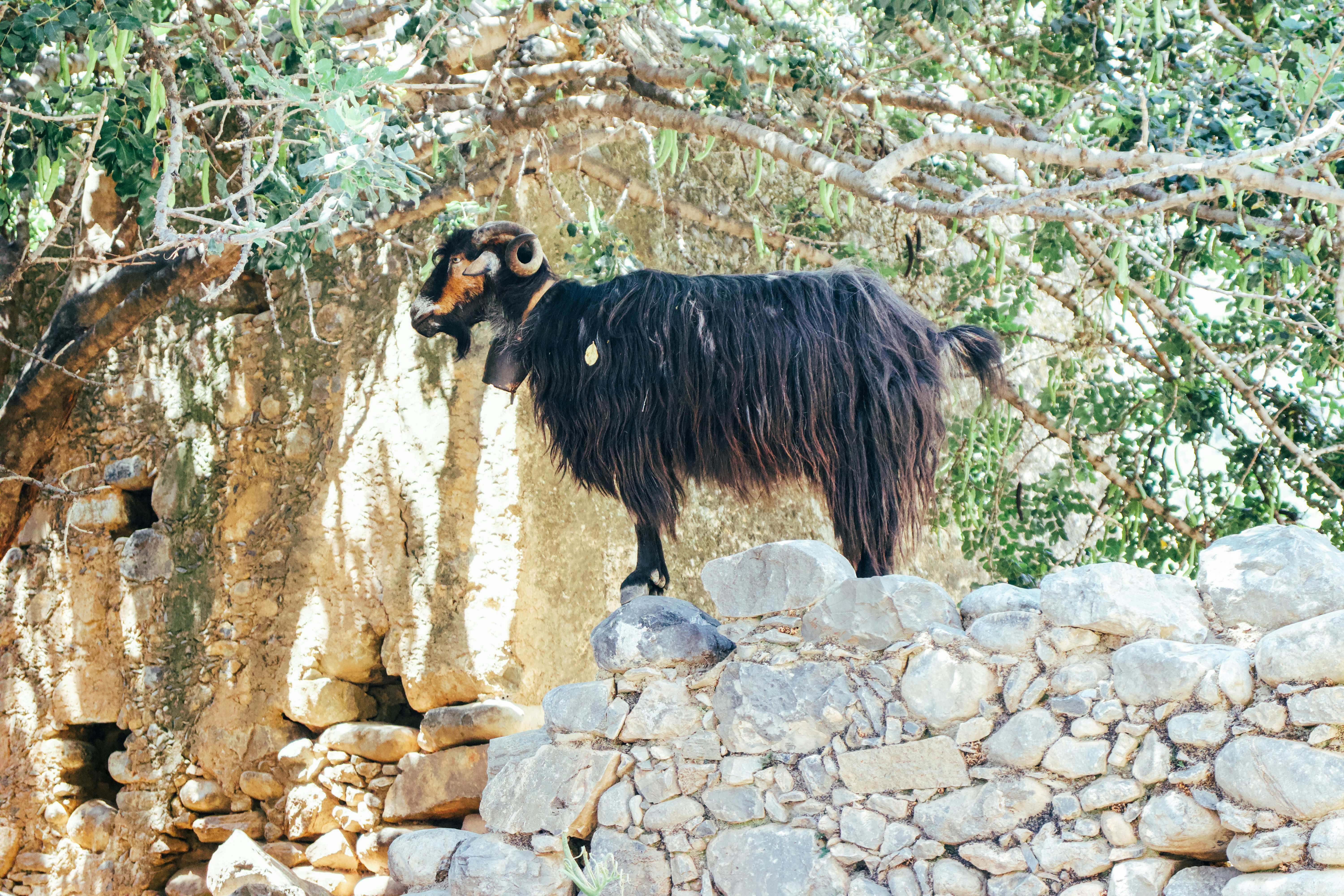 Ancient Goat on Mottled Stone: A Quiet Climb Above the Wall