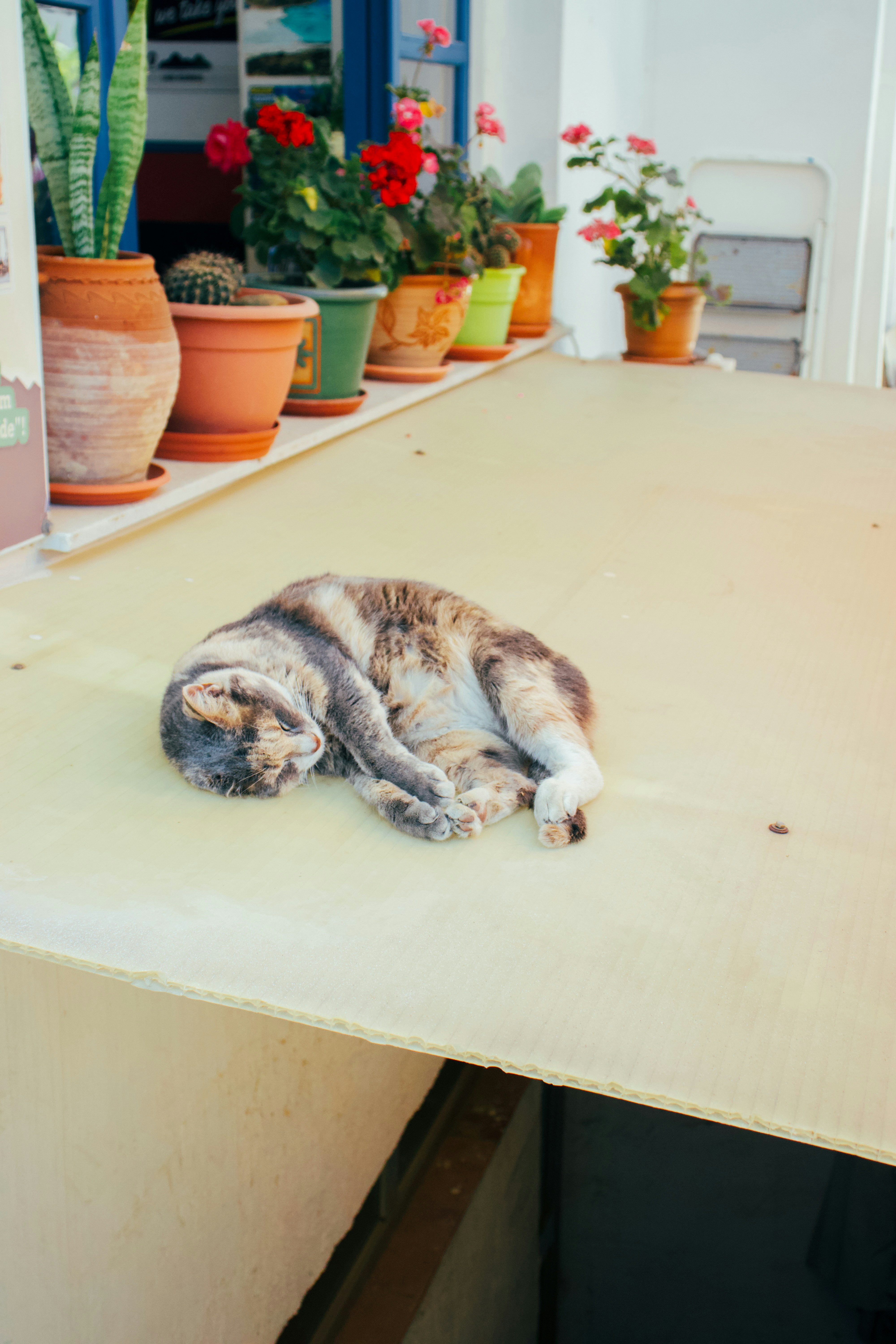 Sunlit Cat Dozes on a Plant-Lined Porch