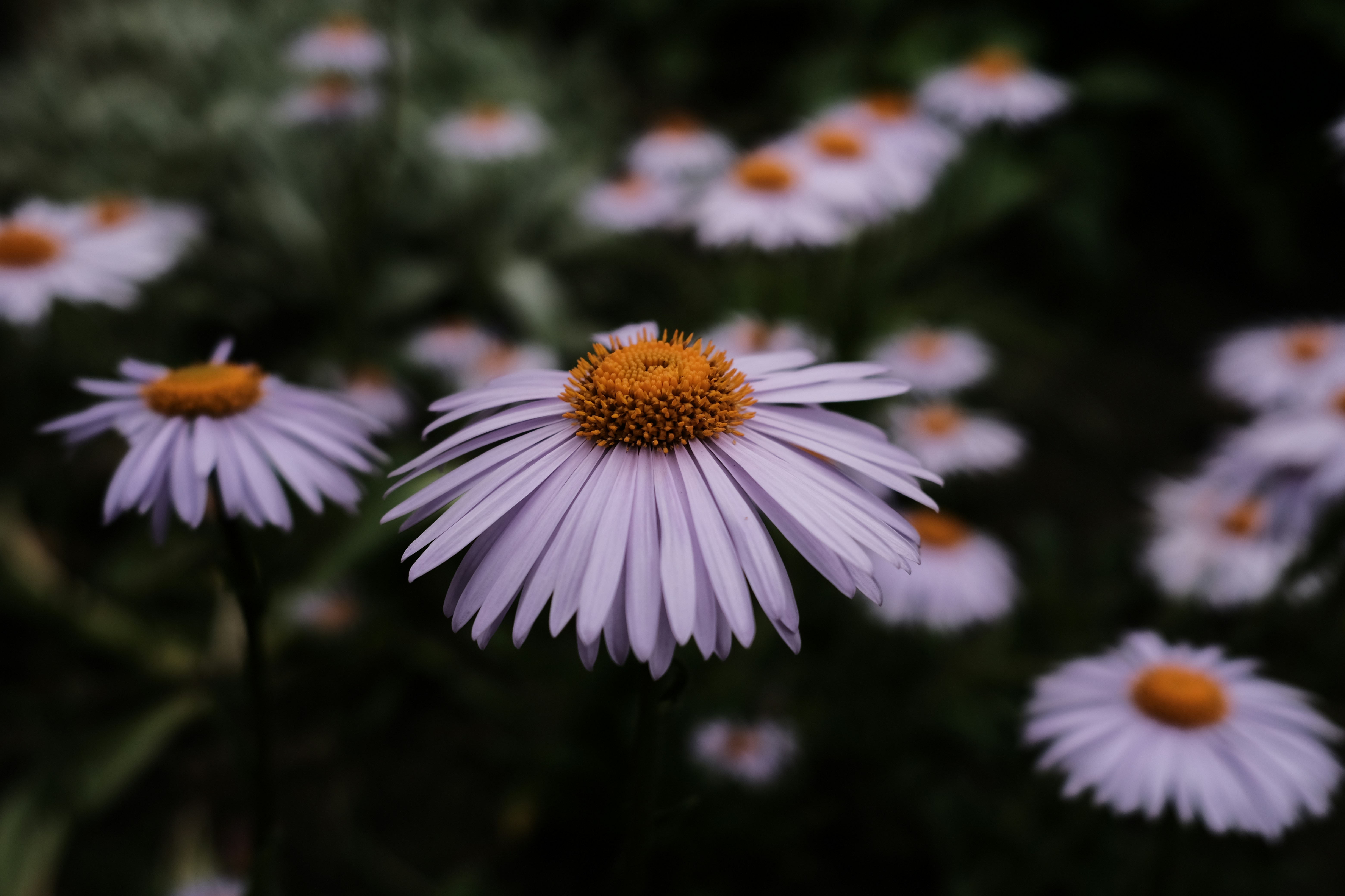 Center Bloom: A Close-Up of Lavender-White Daisy Discs Amid a Soft-Backlit Meadow