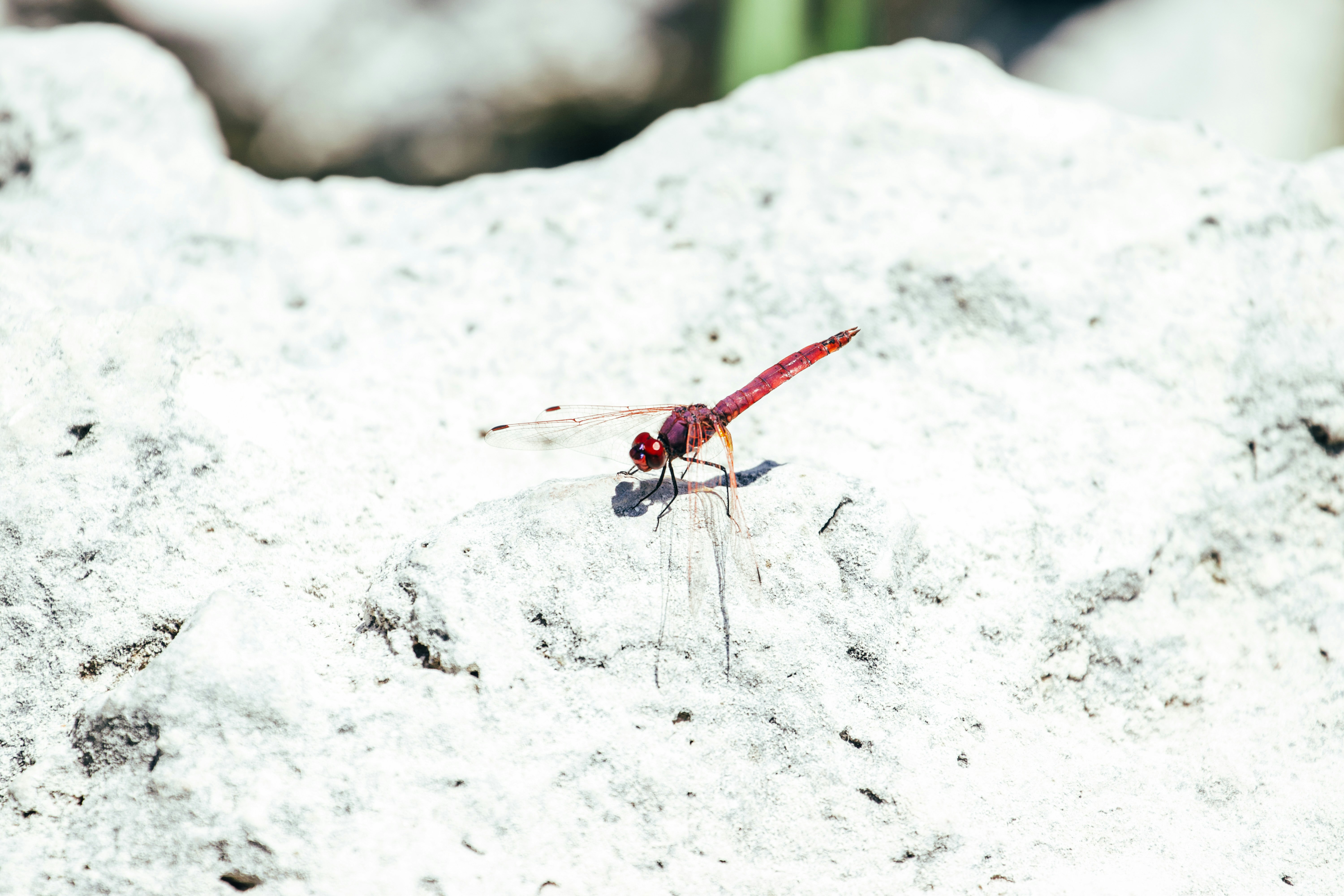 Dragonfly on sunlit limestone: a shard of red against pale stone