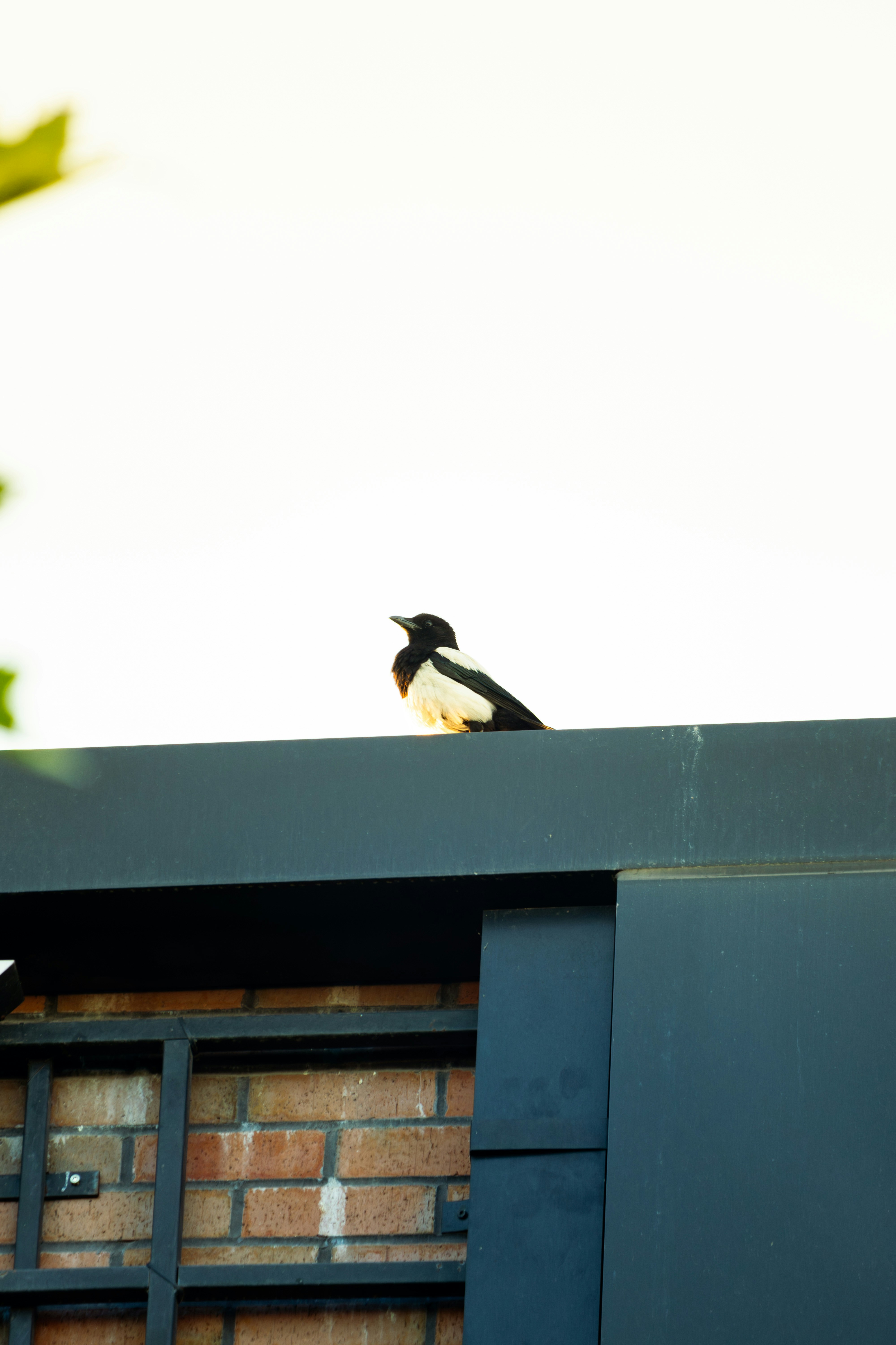 Rook on a Rooftop: A Black-Crowned Moment Above Brick and Steel