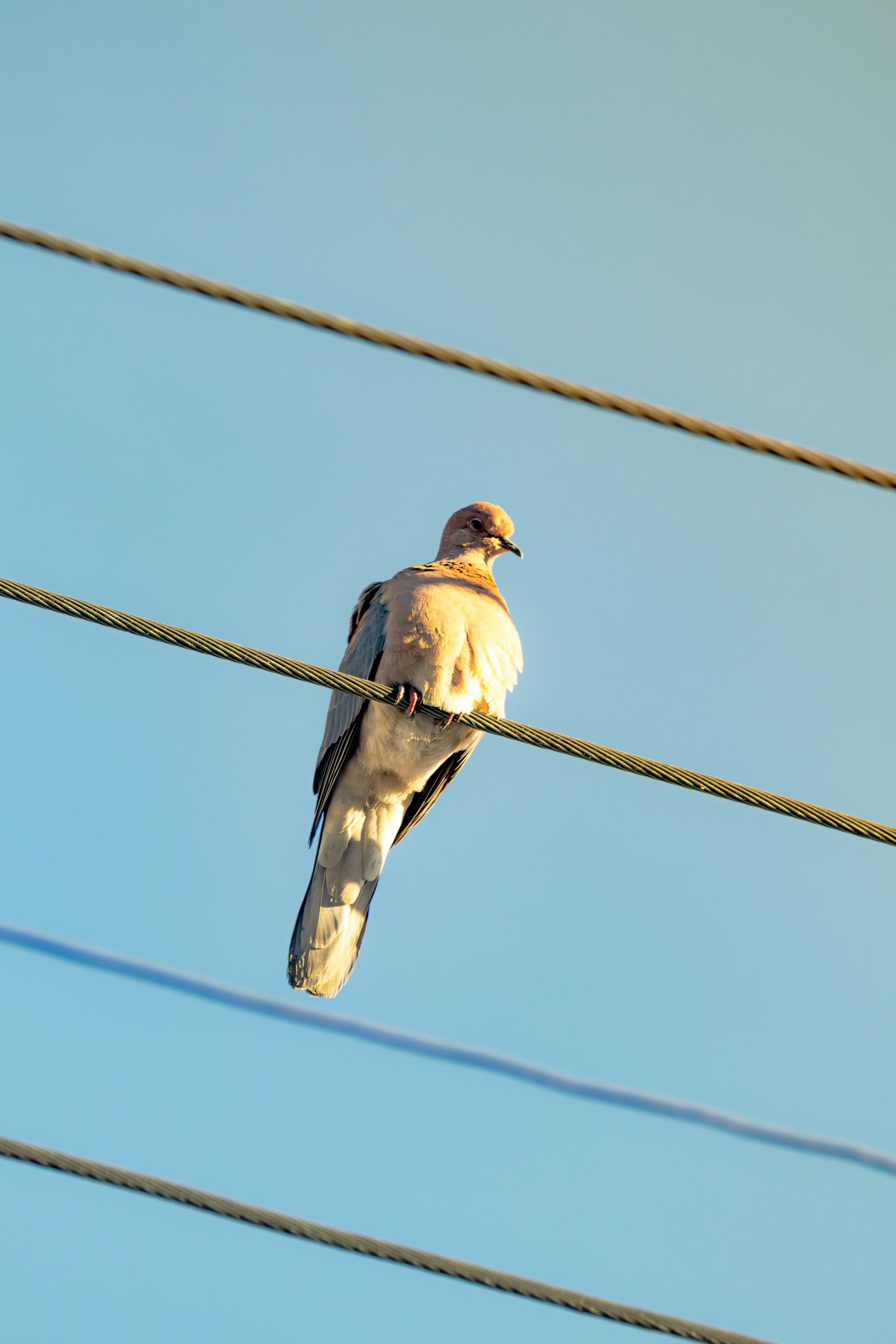 Hawkish Perch: Pigeon on Wire in Warm Light