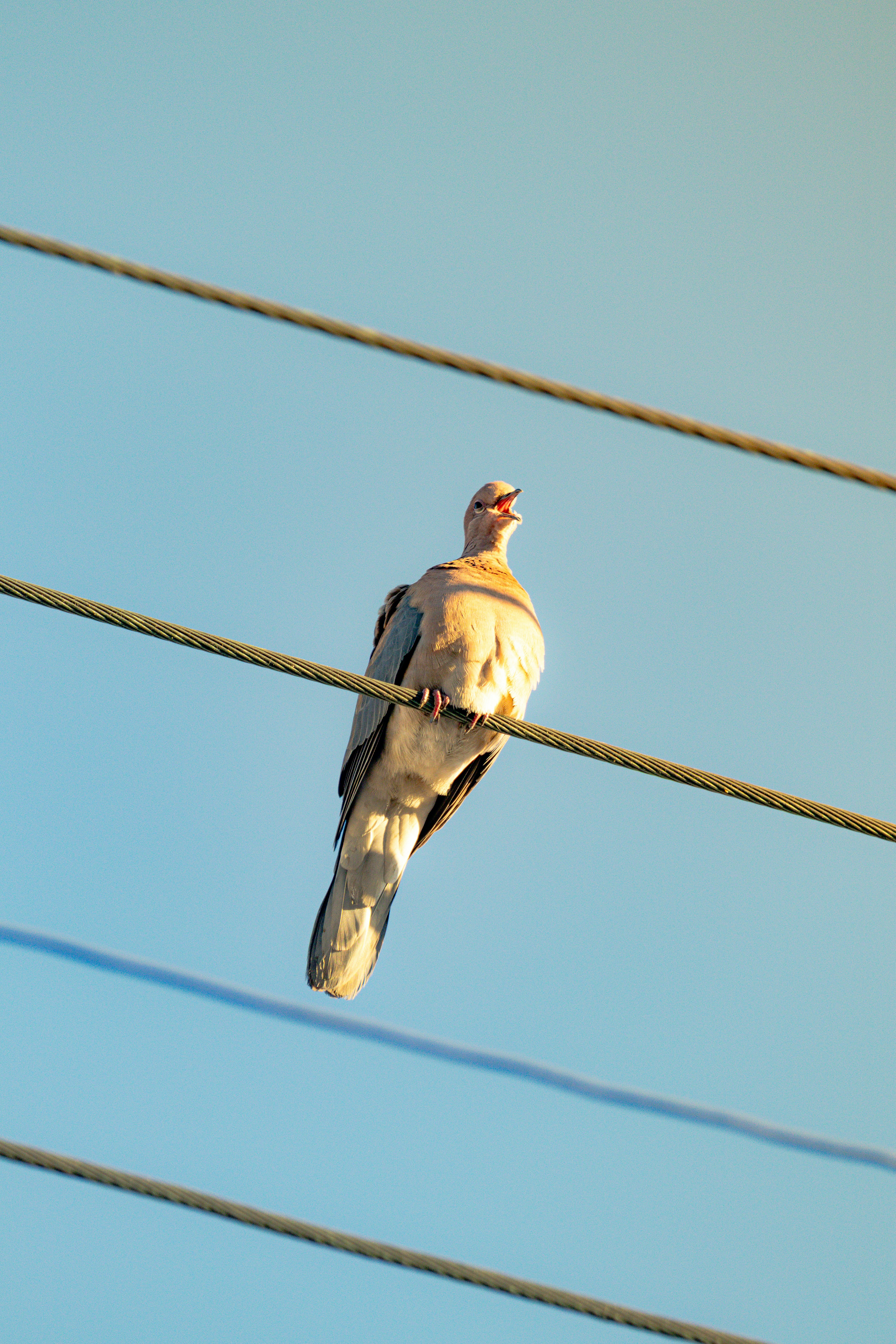 Sparrow on a Wire Under Clear Evening Sky