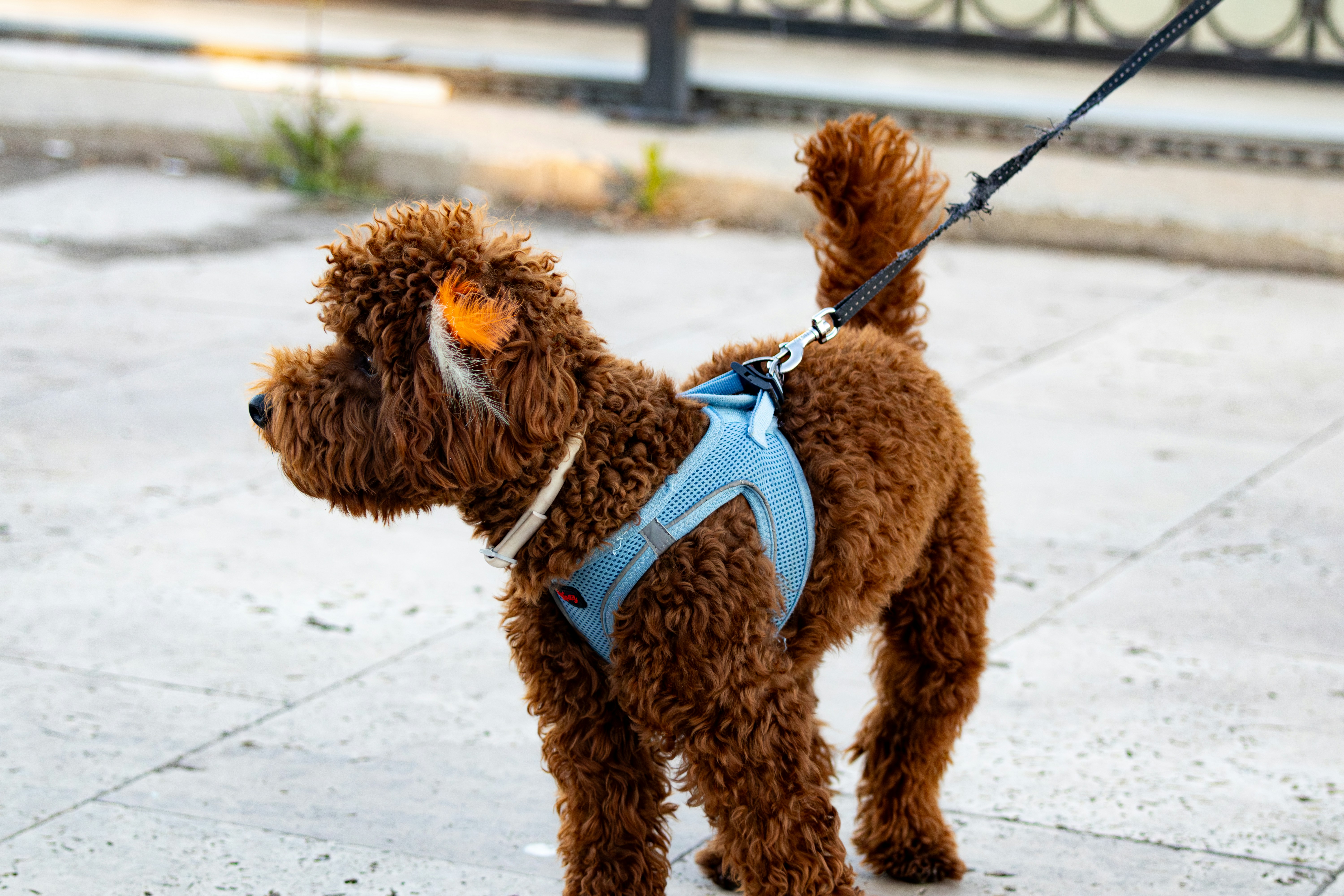 Leashed Portrait of a Curly-Coated Terrier on a City Walk