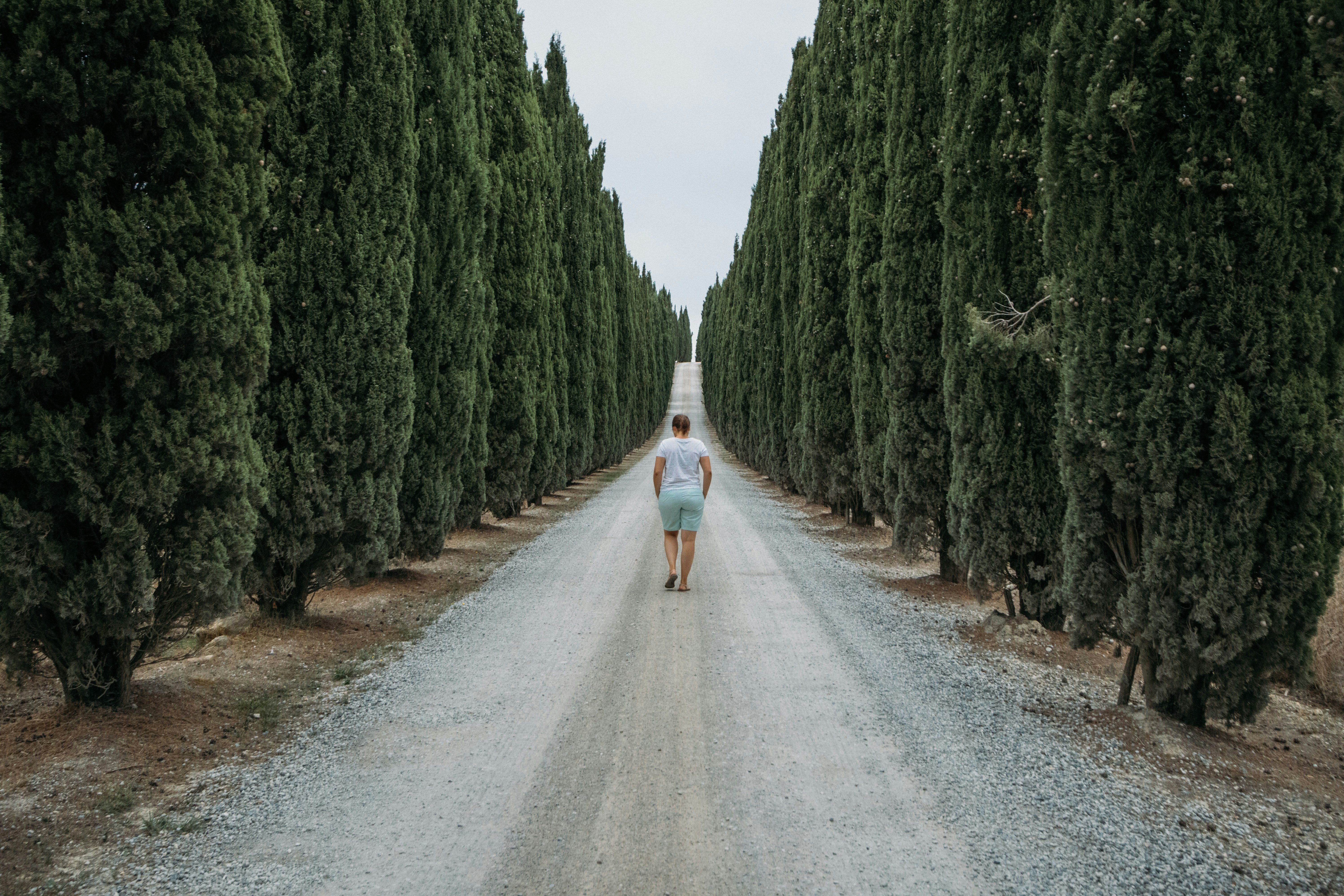 Path Toward the Horizon: A Lone Figure in a Cedar Corridor