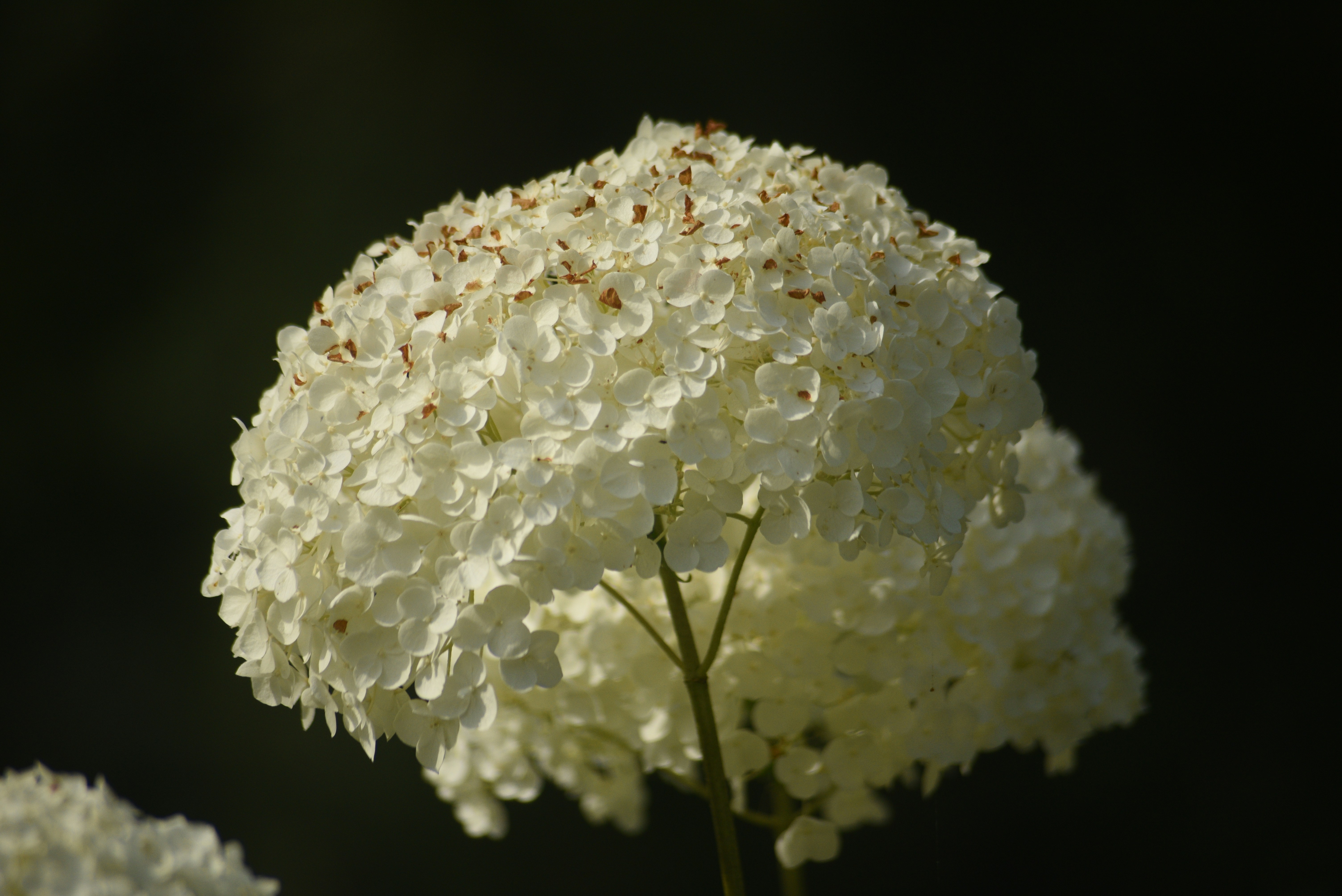 Soft White Bloom in Gentle Backlight