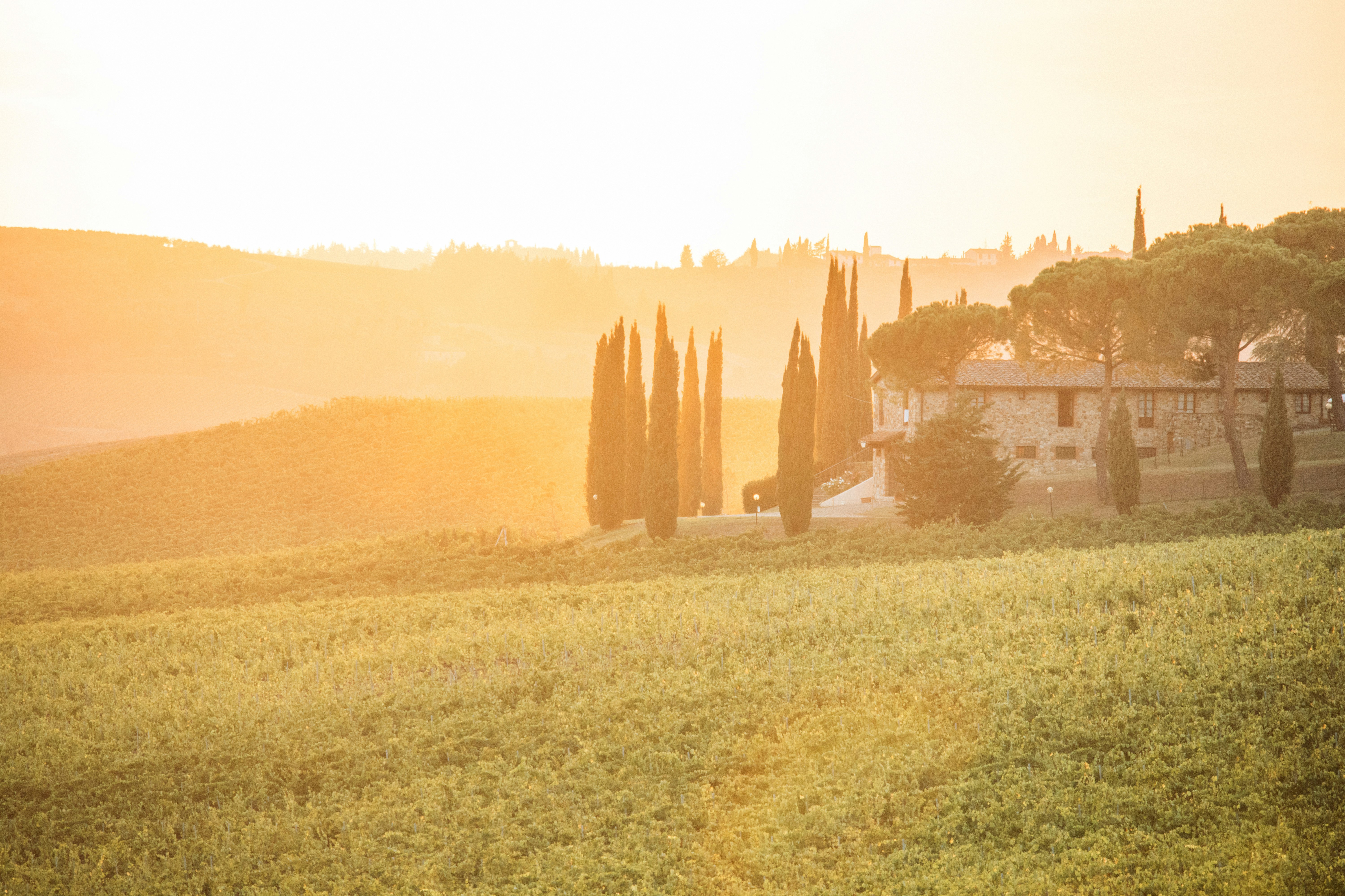 Sunlit Tuscan Vineyard with Aligned Cypress Grove