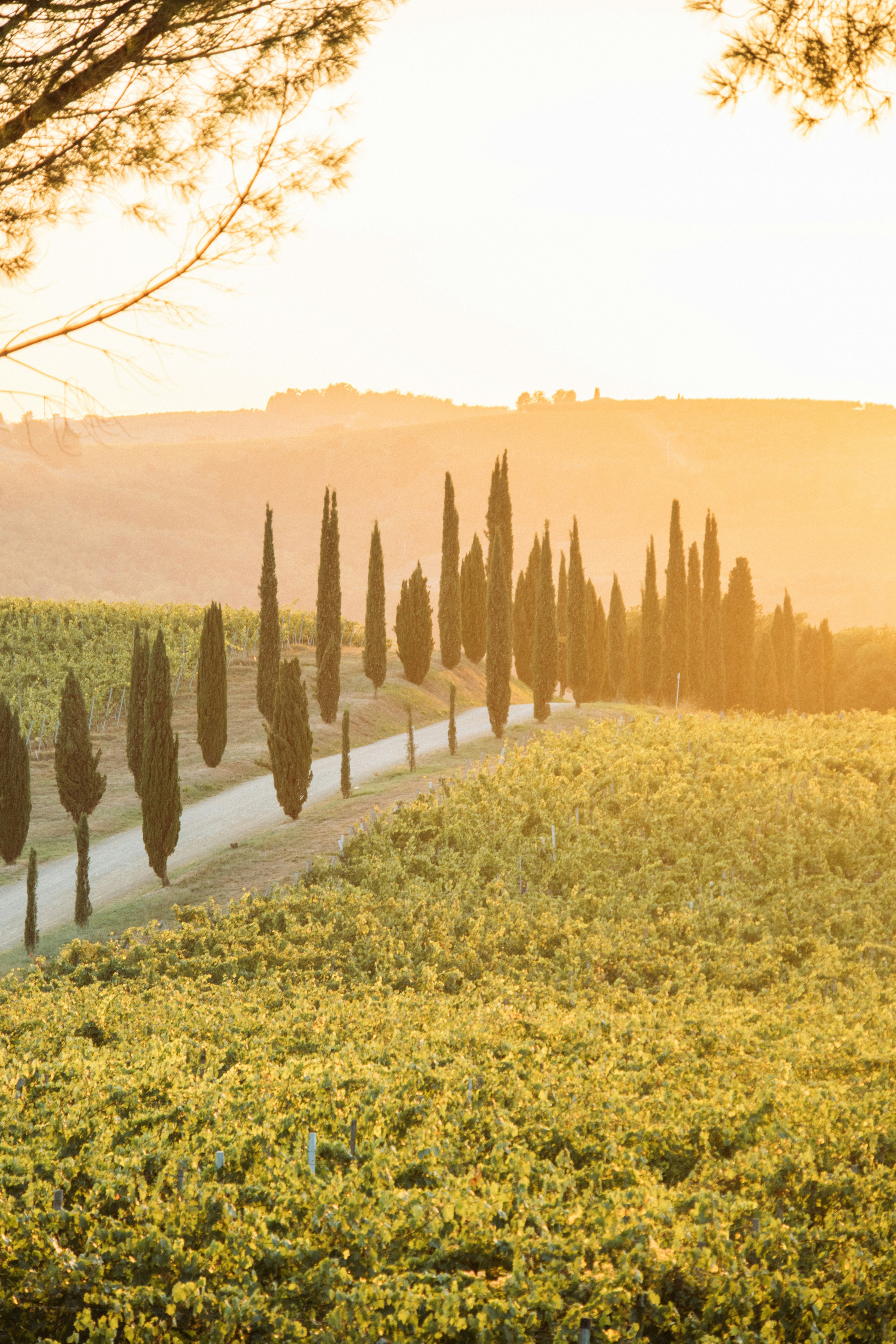 Golden Row: Sunlit Cypress Lane Through Winery Valleys