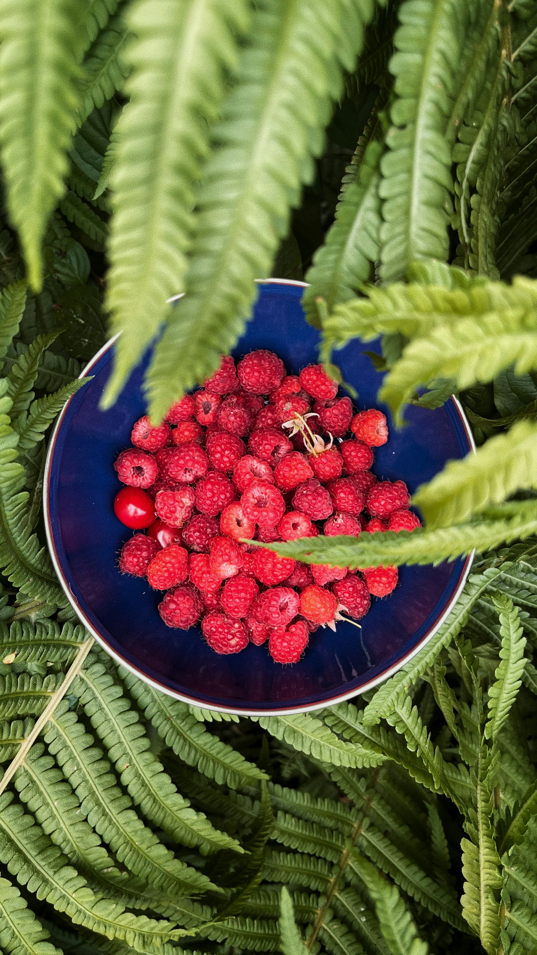 Nest of Rubies: A Blue Bowl Brimming with Fresh Berries Amid Fern Fronds