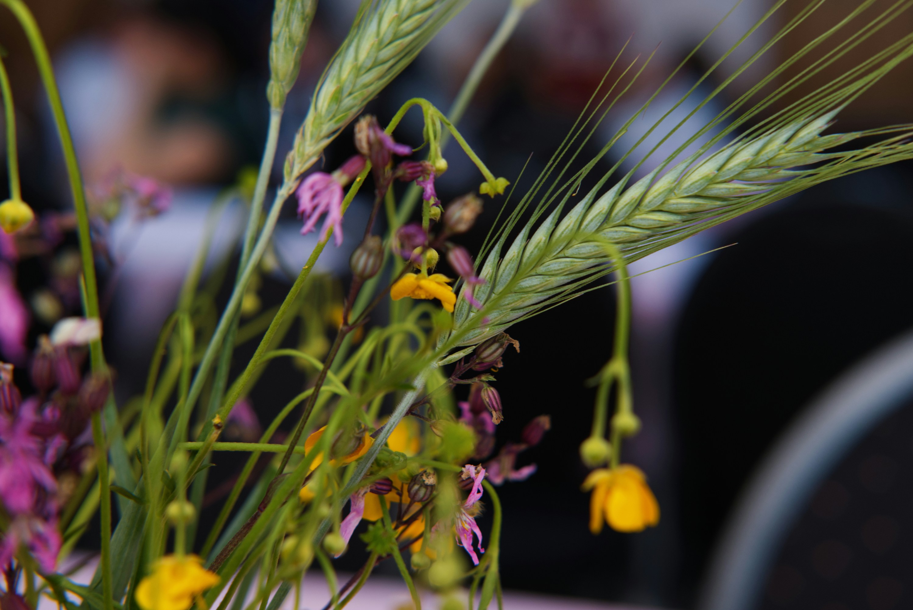 Wildflower Bouquet Against a Blurred Backdrop