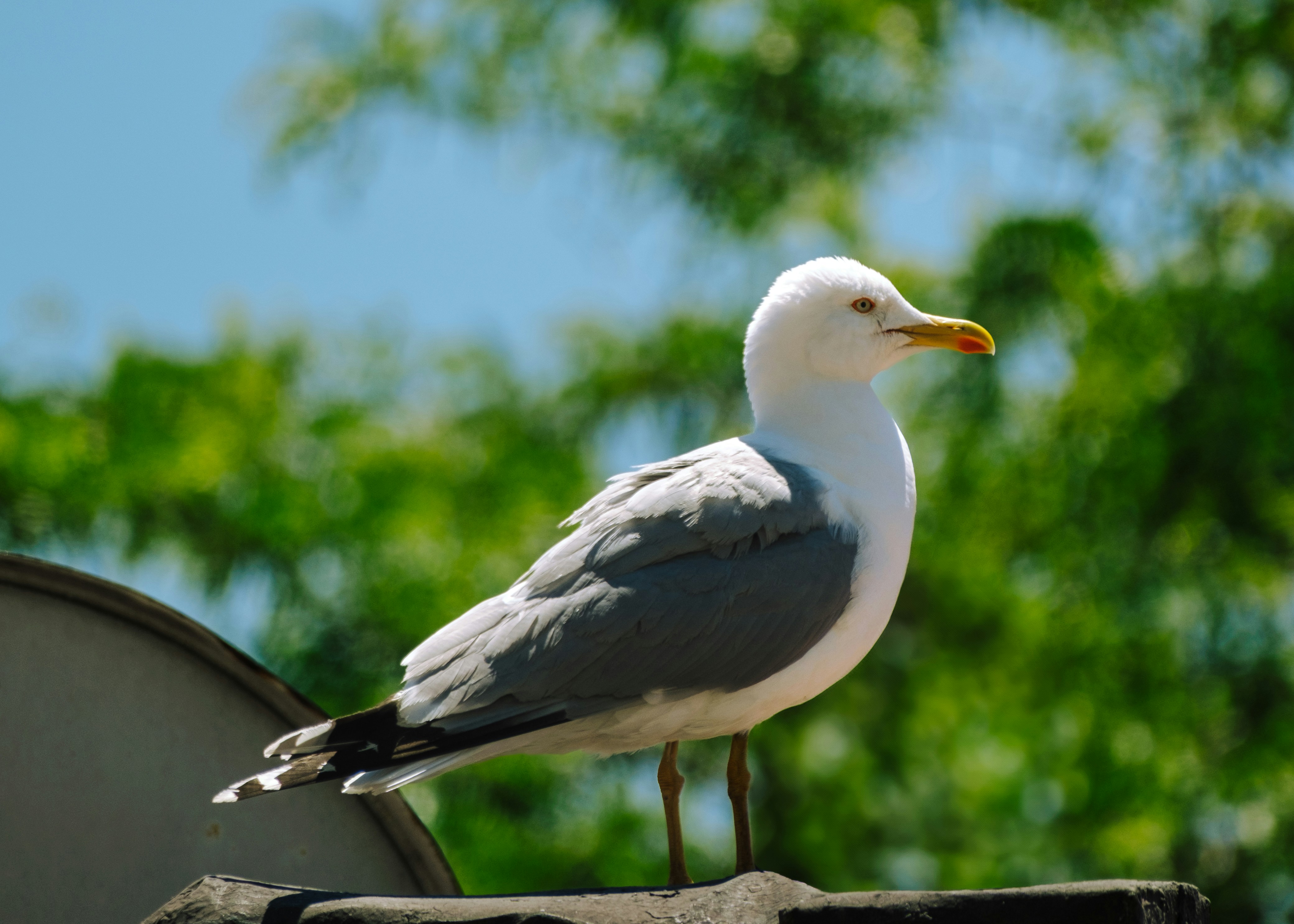 Seagull perched on a concrete ledge with a bright, blurred green background, captured in daylight as a standalone subject with natural color.