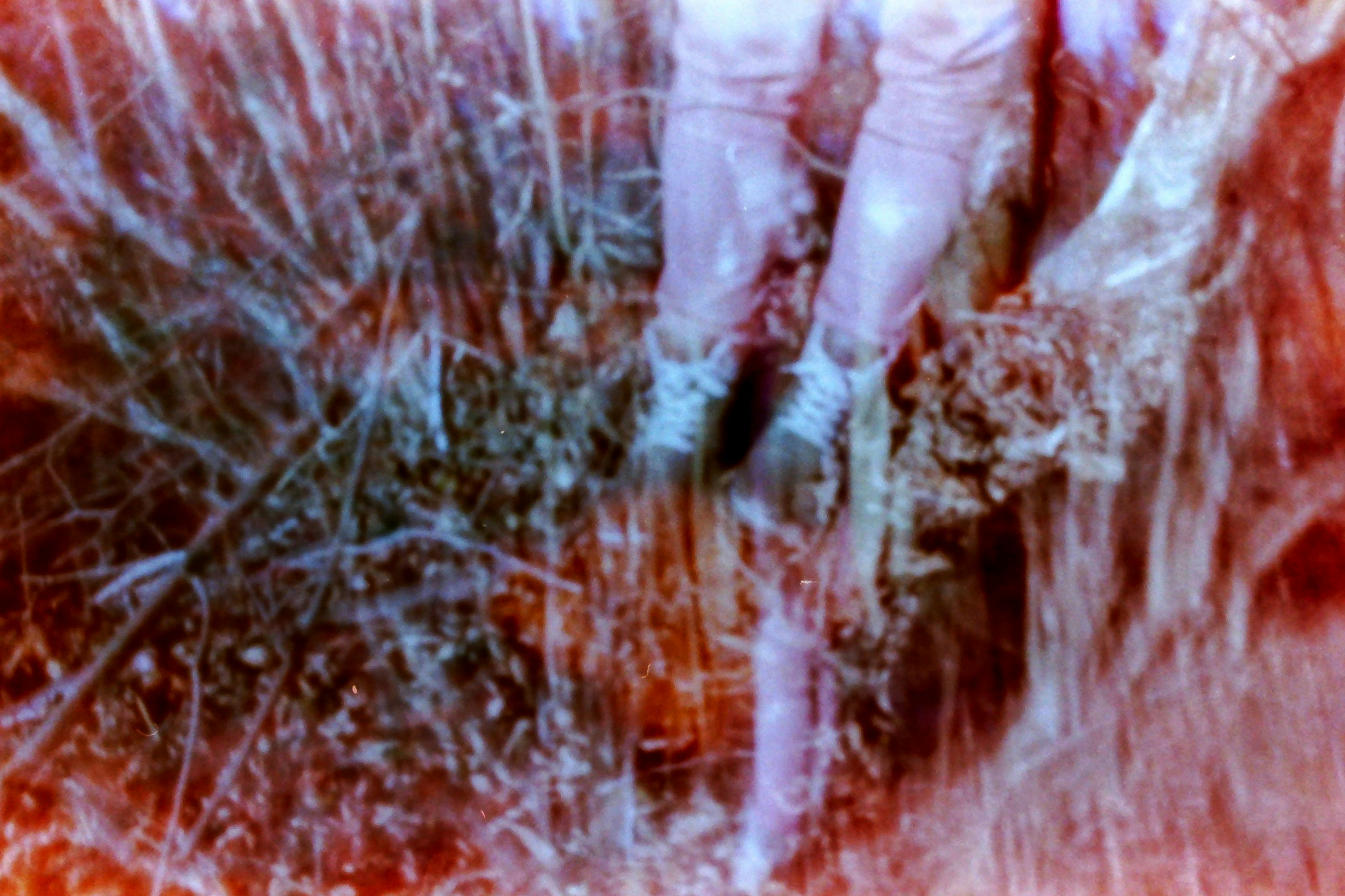 Legs in light pants and sneakers in dense, reddish-brown brush.