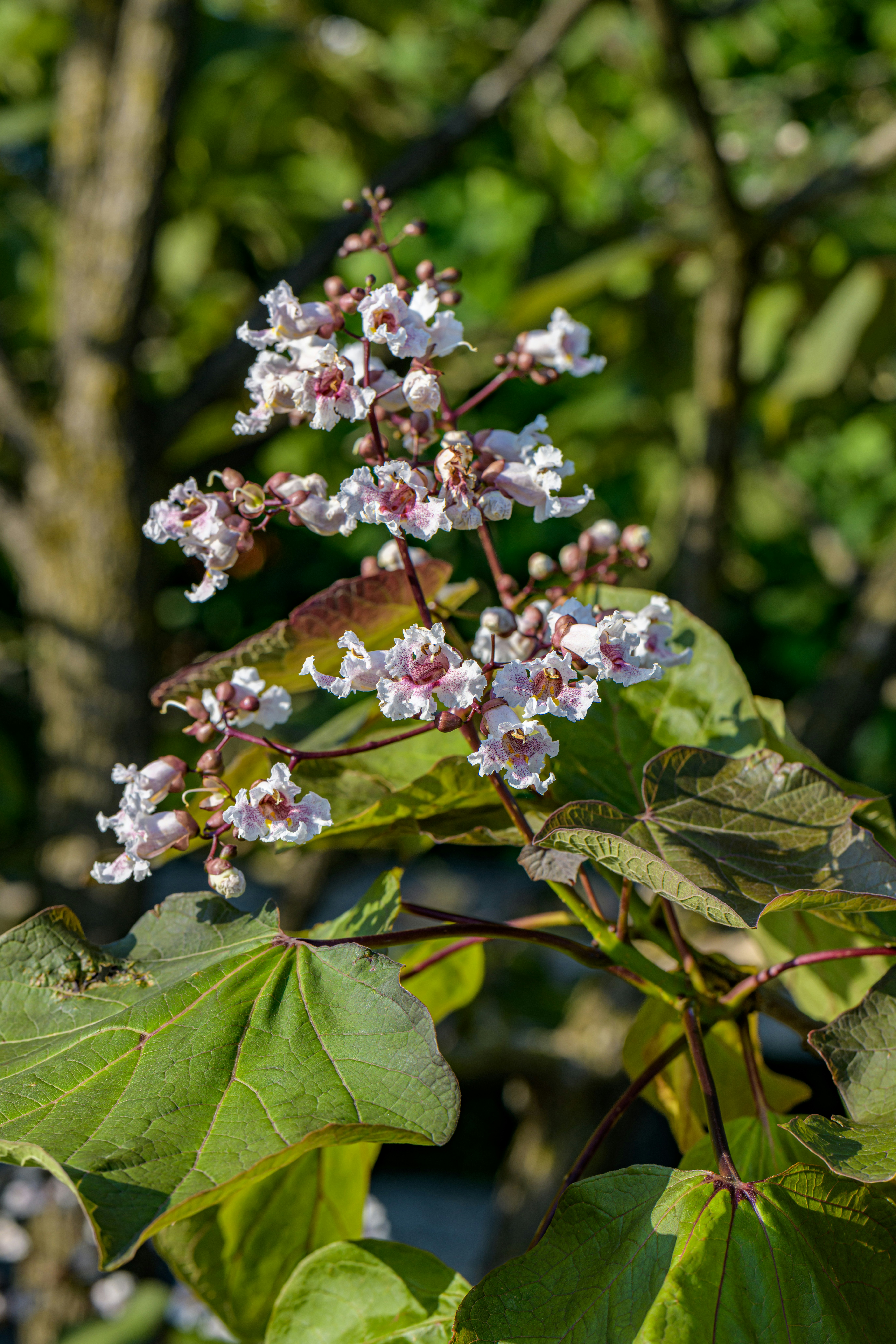 Blooming Confetti: White-pink Hydrangea-like Clusters in Sunlit Garden