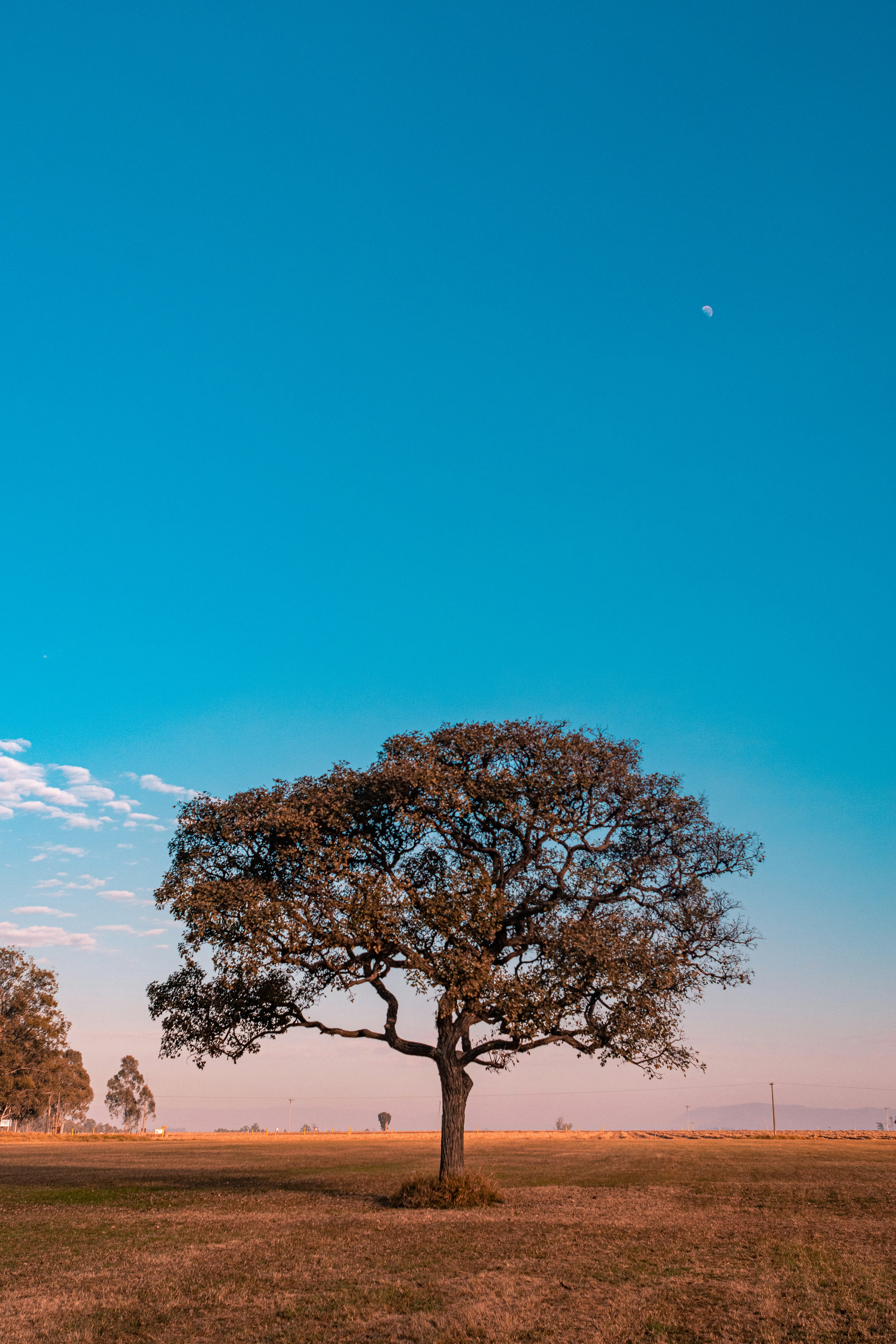 Albuquerque Sky and Lone Oak: Quiet Horizon Under a Clear Blue