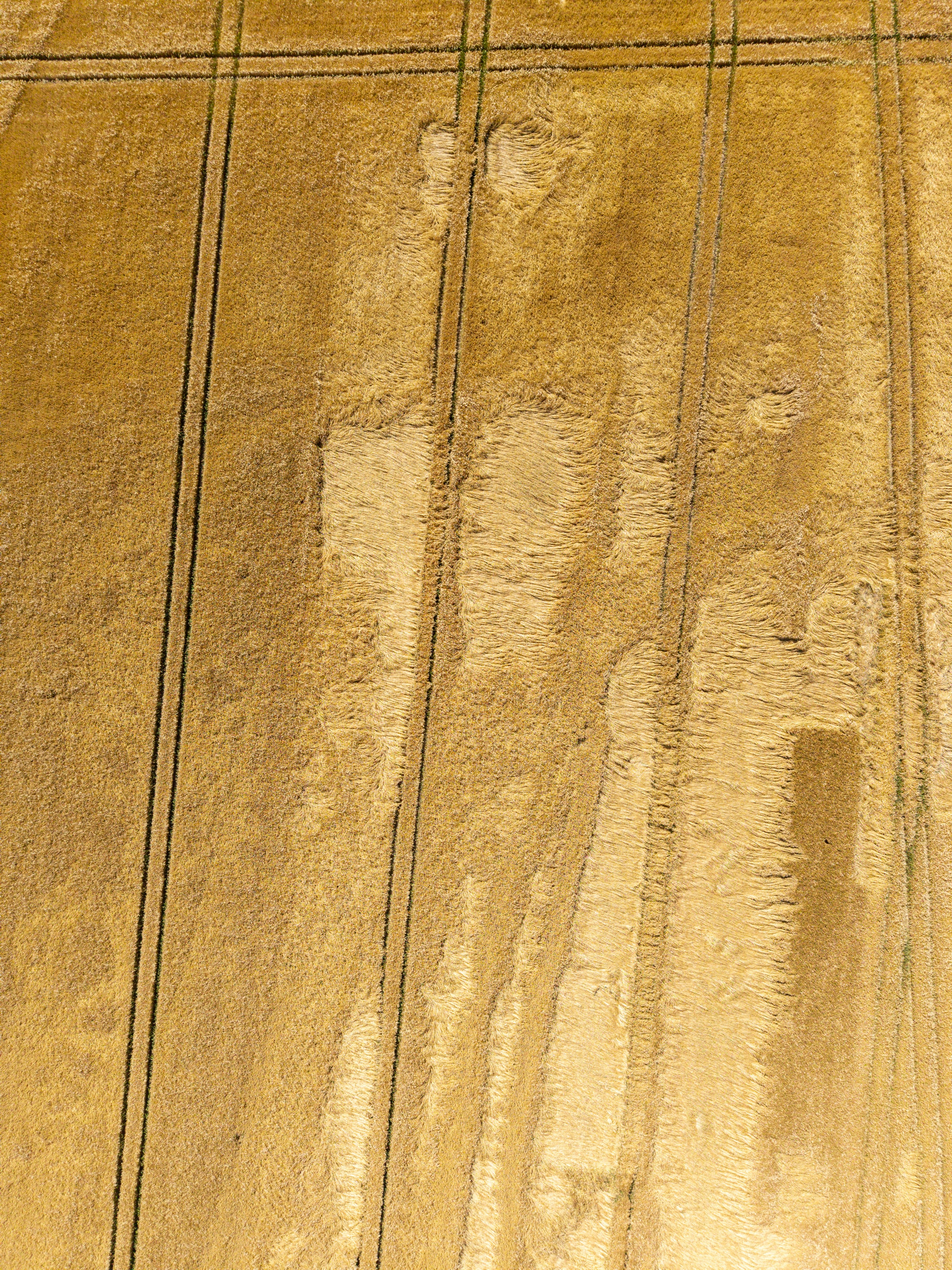 Parched Fields with Tractor Marks: A Quiet Harvest Scene