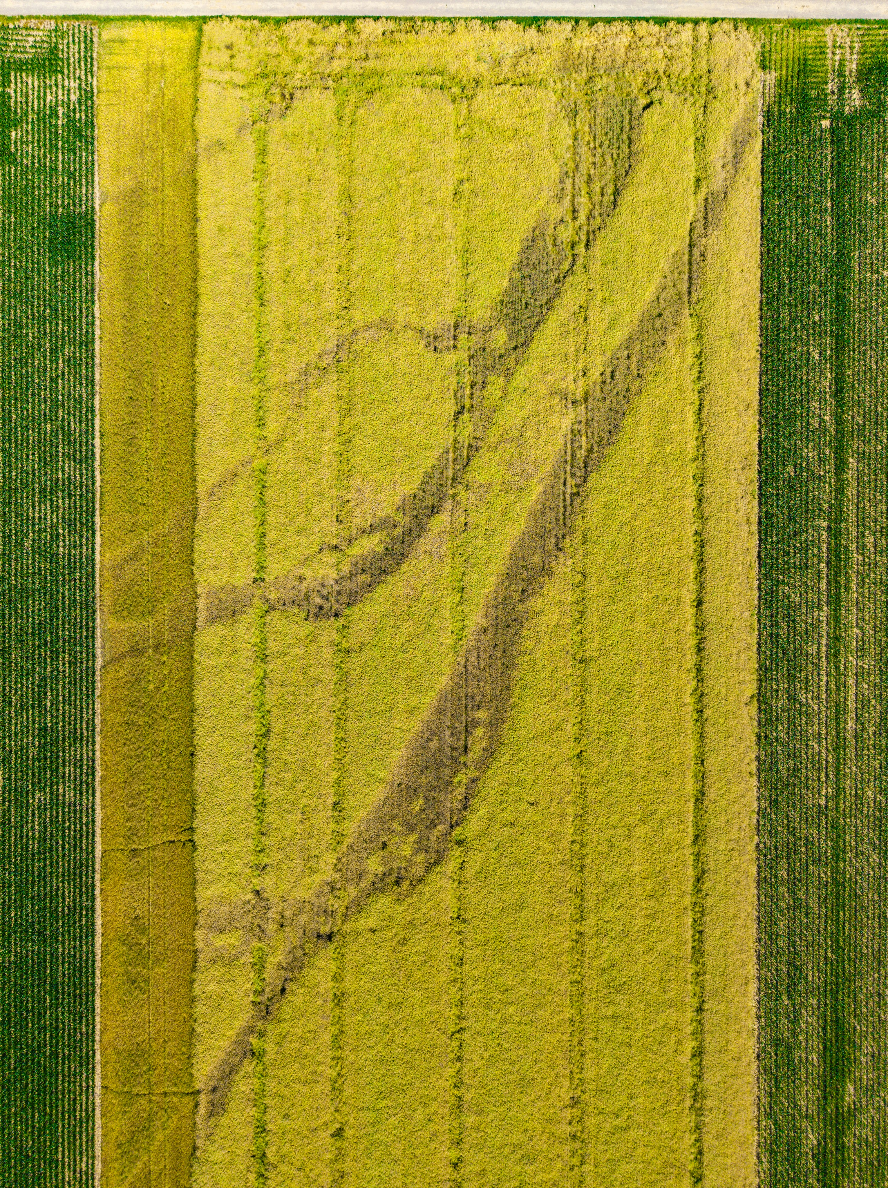 Parallel Fields and Meandering Pattern: Aerial View of Crop Lines