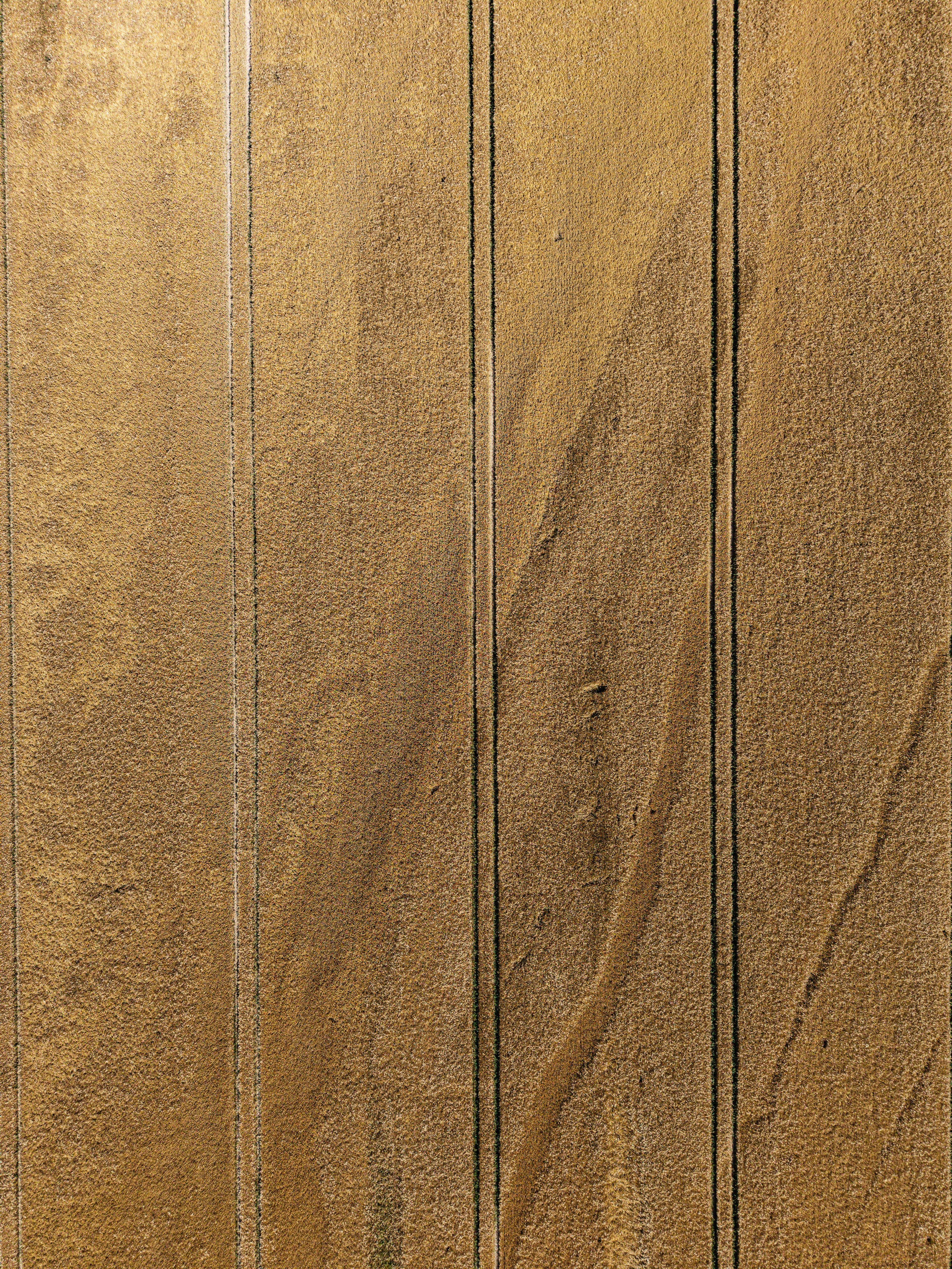 Golden Wood Striations: Close-up of Weathered Planks