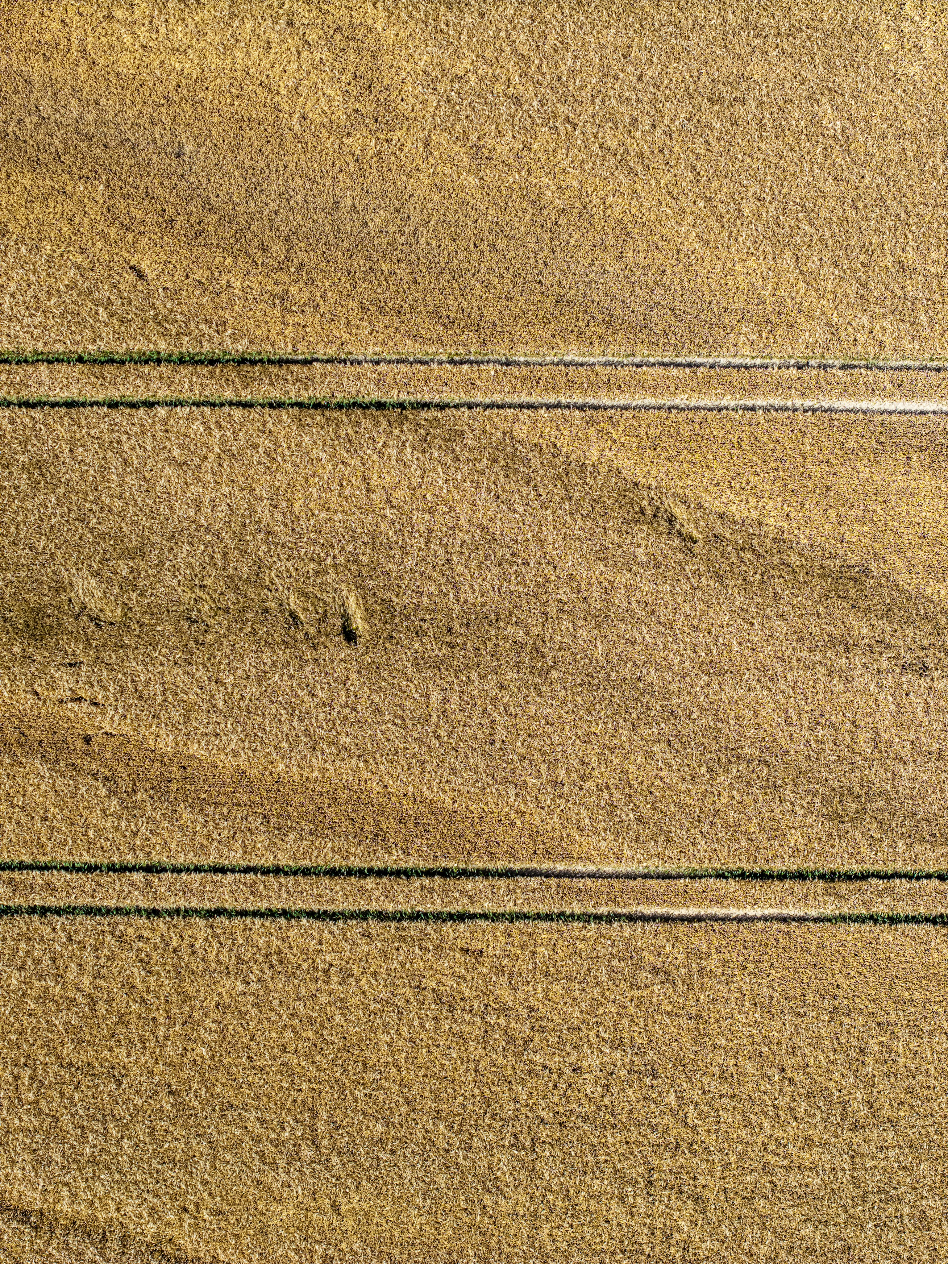 Raked Sands: Subtle lines across sunlit dunes