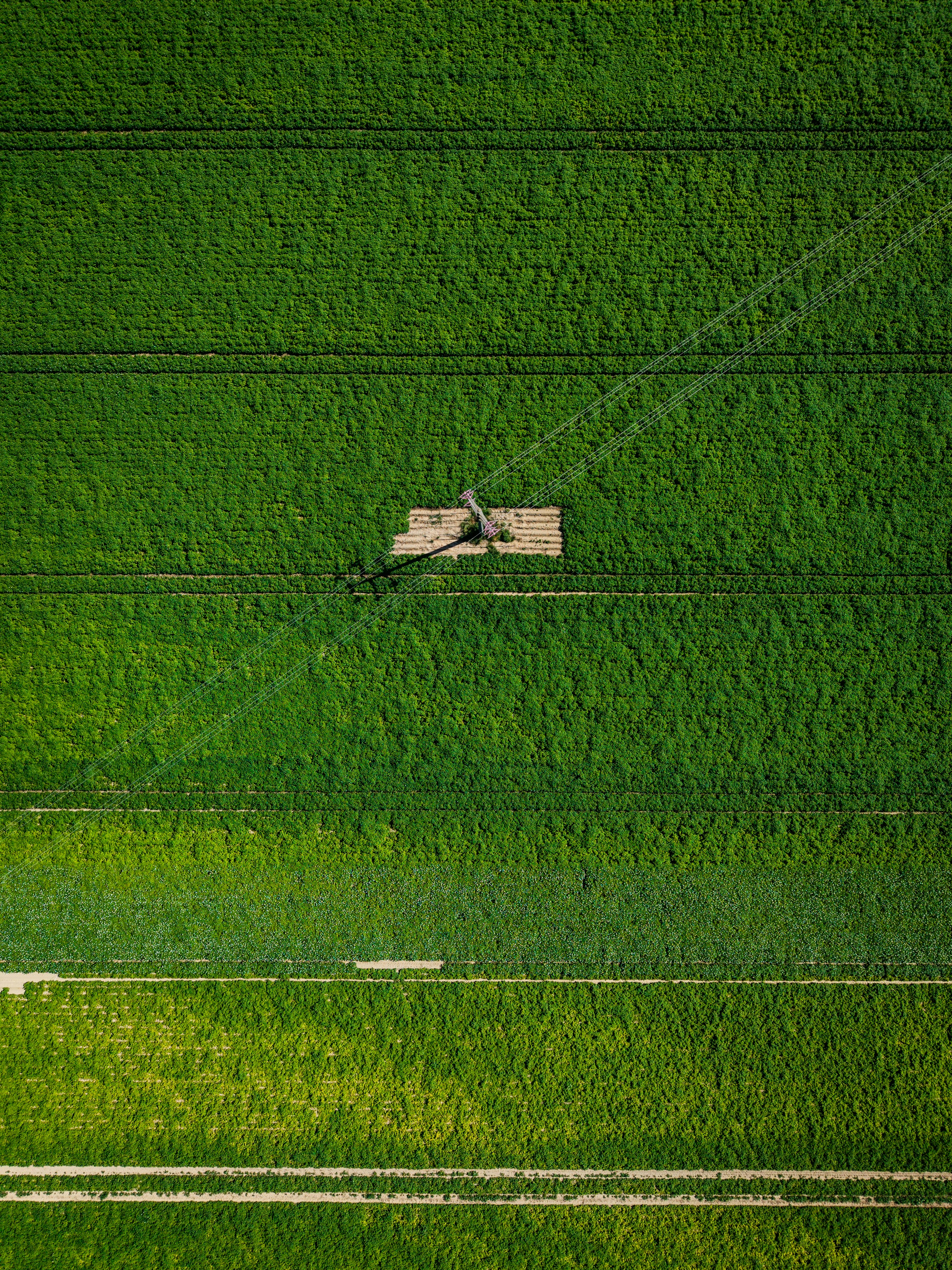 Aerial Palette: Green Fields Crossed by Narrow Pathways