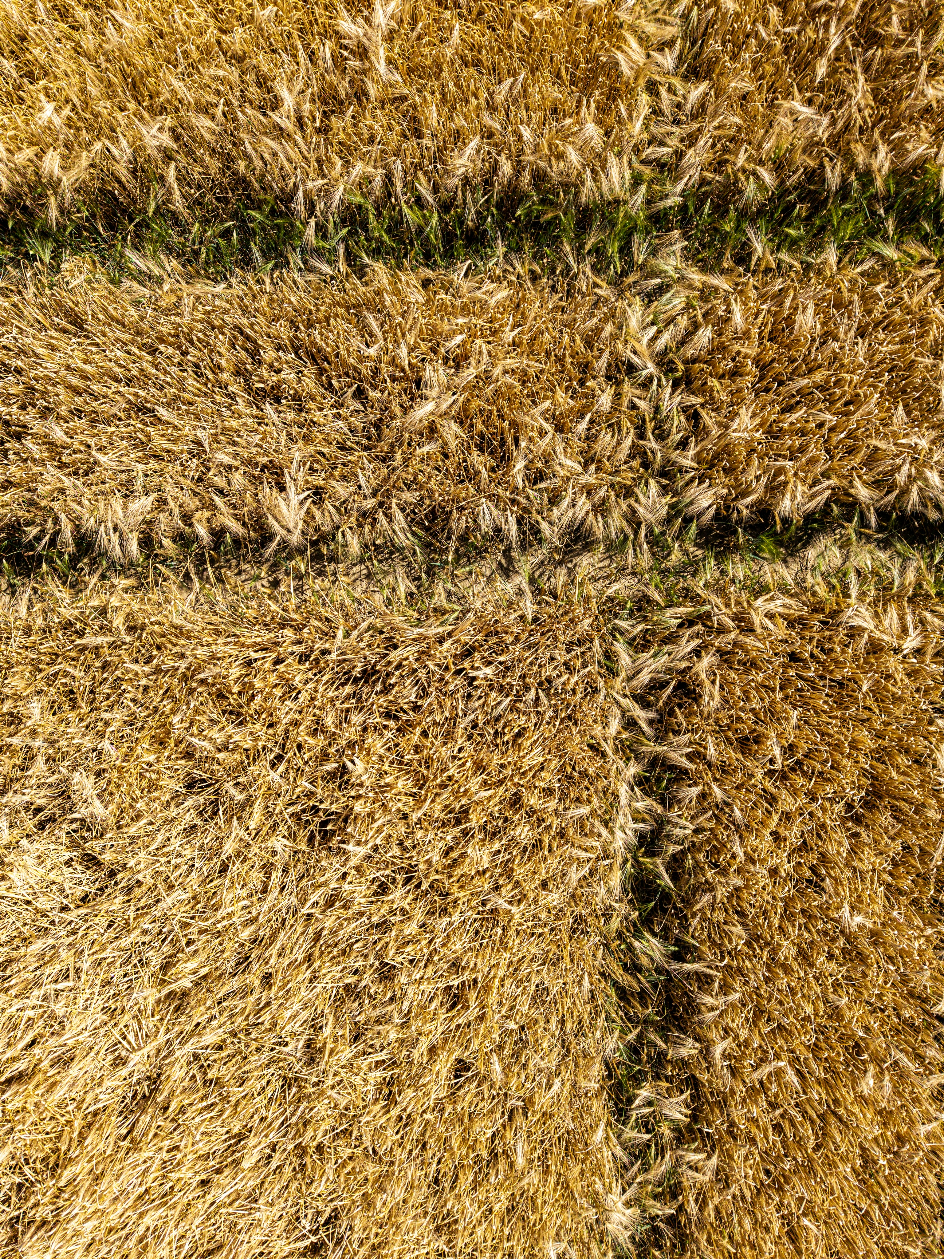 Harvested Field Mosaic: Aerial Crossroads of Wheat