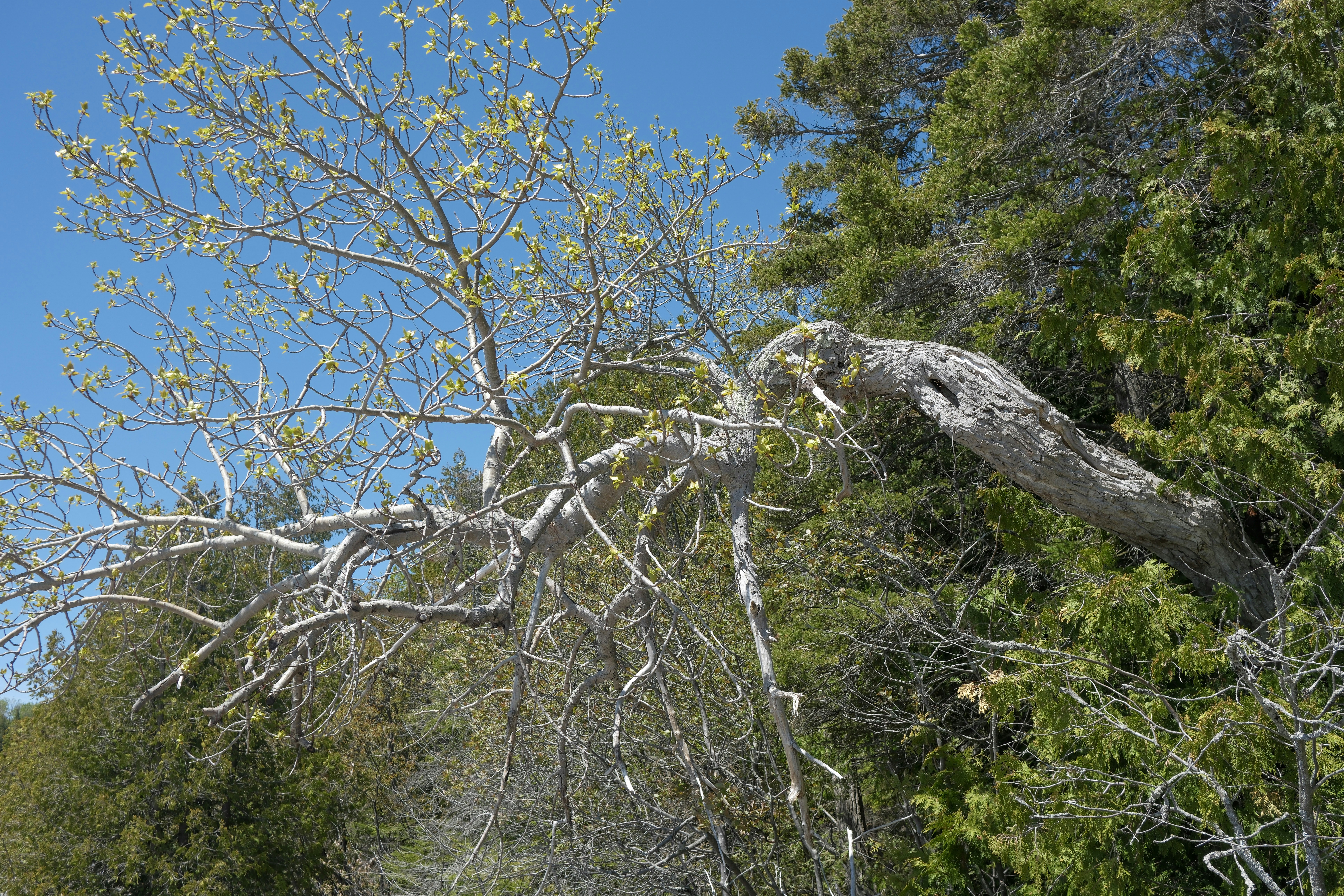 Bare-Branch Landscape Under a Clear Summer Sky