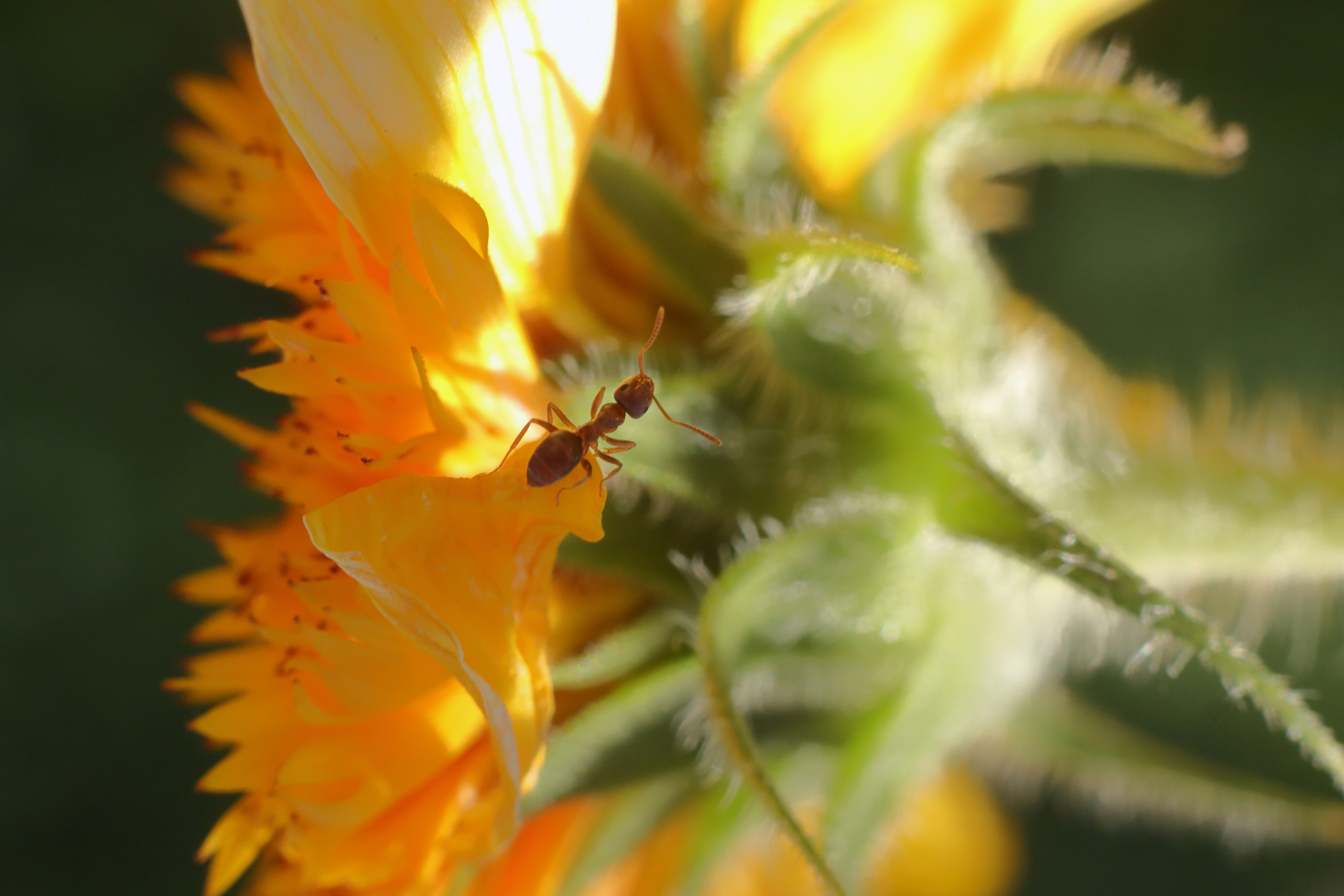 Sunlit Sunflower But Microcosm: An Ant on the Petal Edge