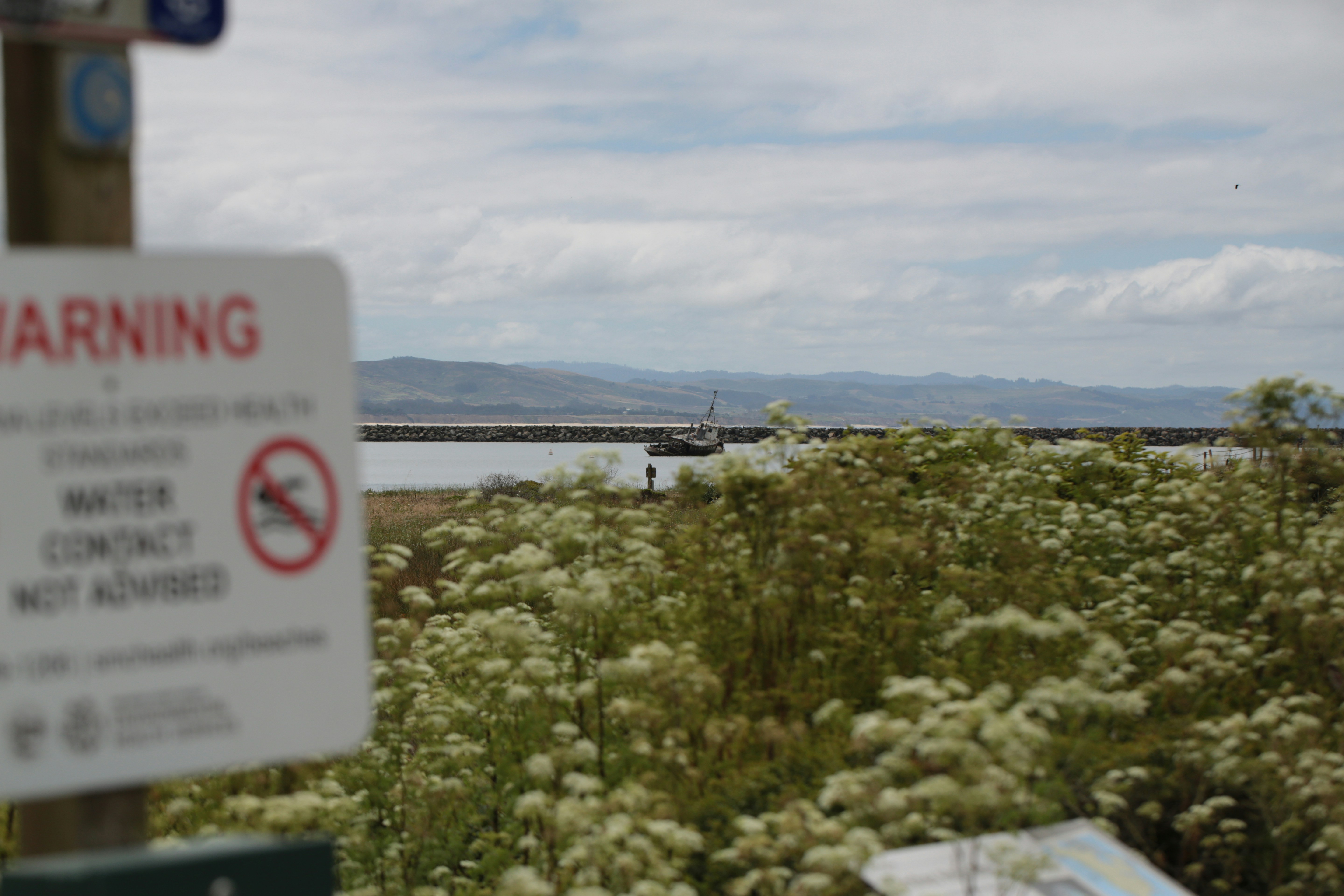 Quiet Wildflower Edge by the Pier
