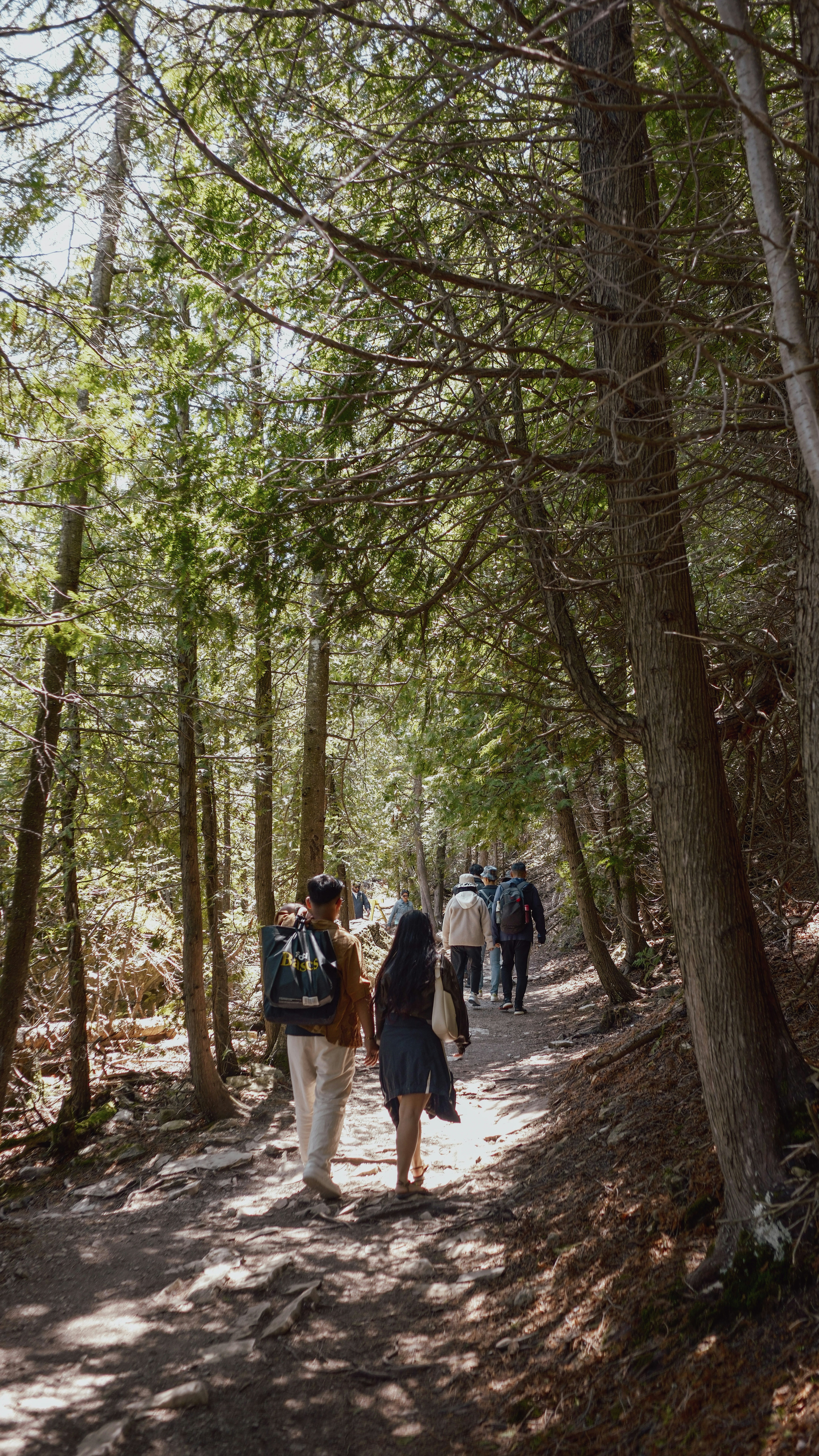 Hikers Trek Through a Sunlit Pine Corridor