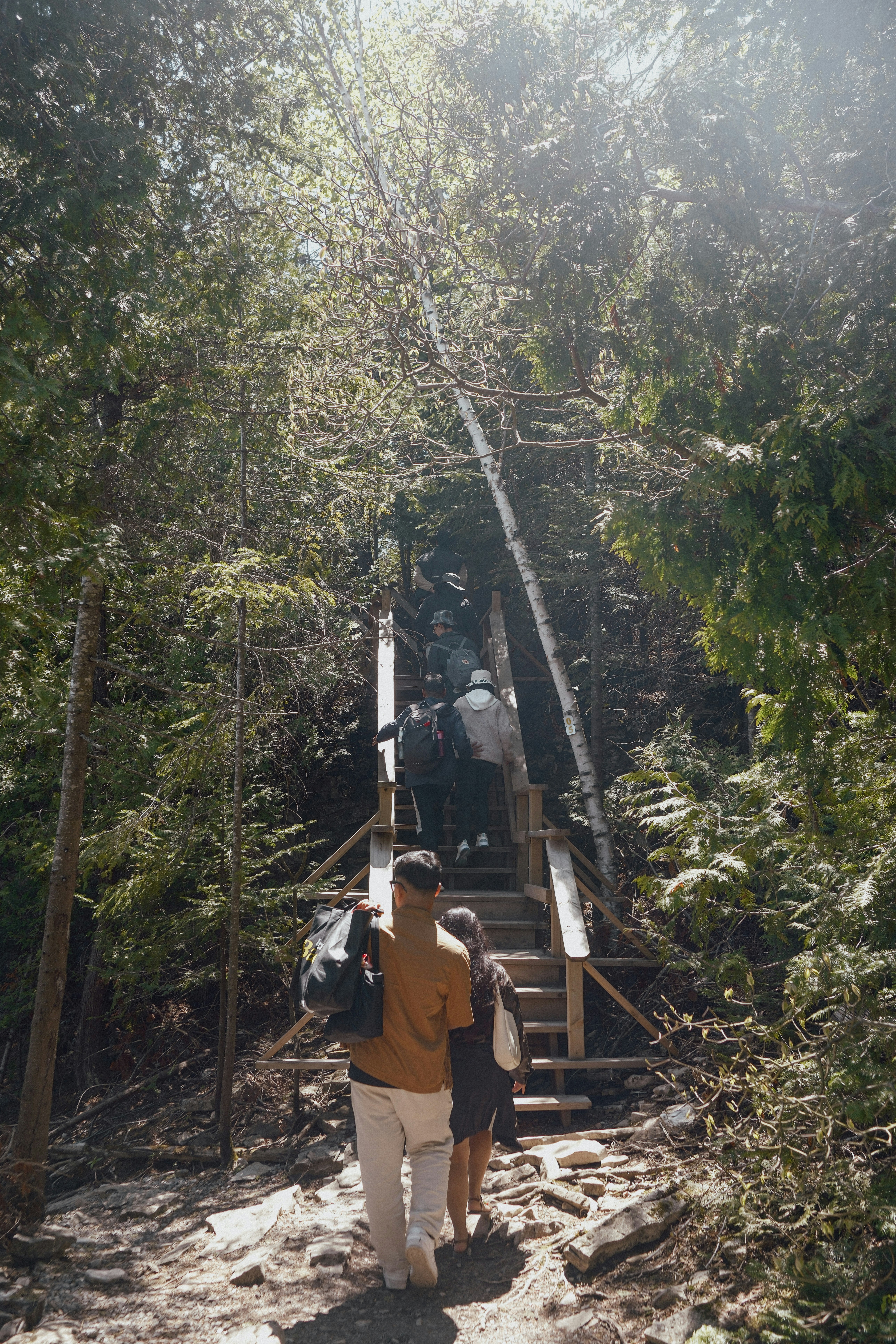Climb Up Through the Pines: Travelers Ascend a Forest Staircase