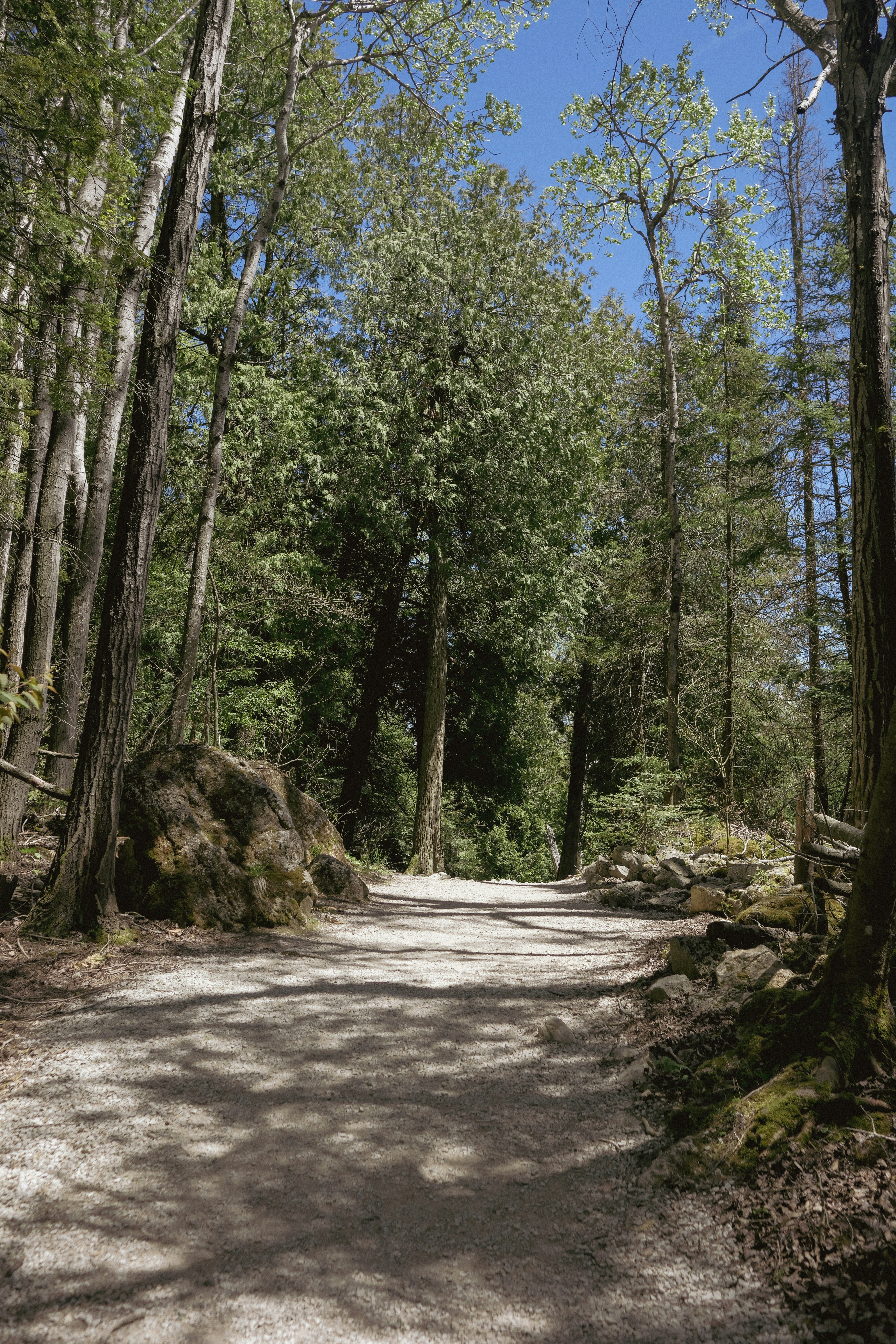 Forest Pathway Framed by Tall Pines on a Sunlit Trail