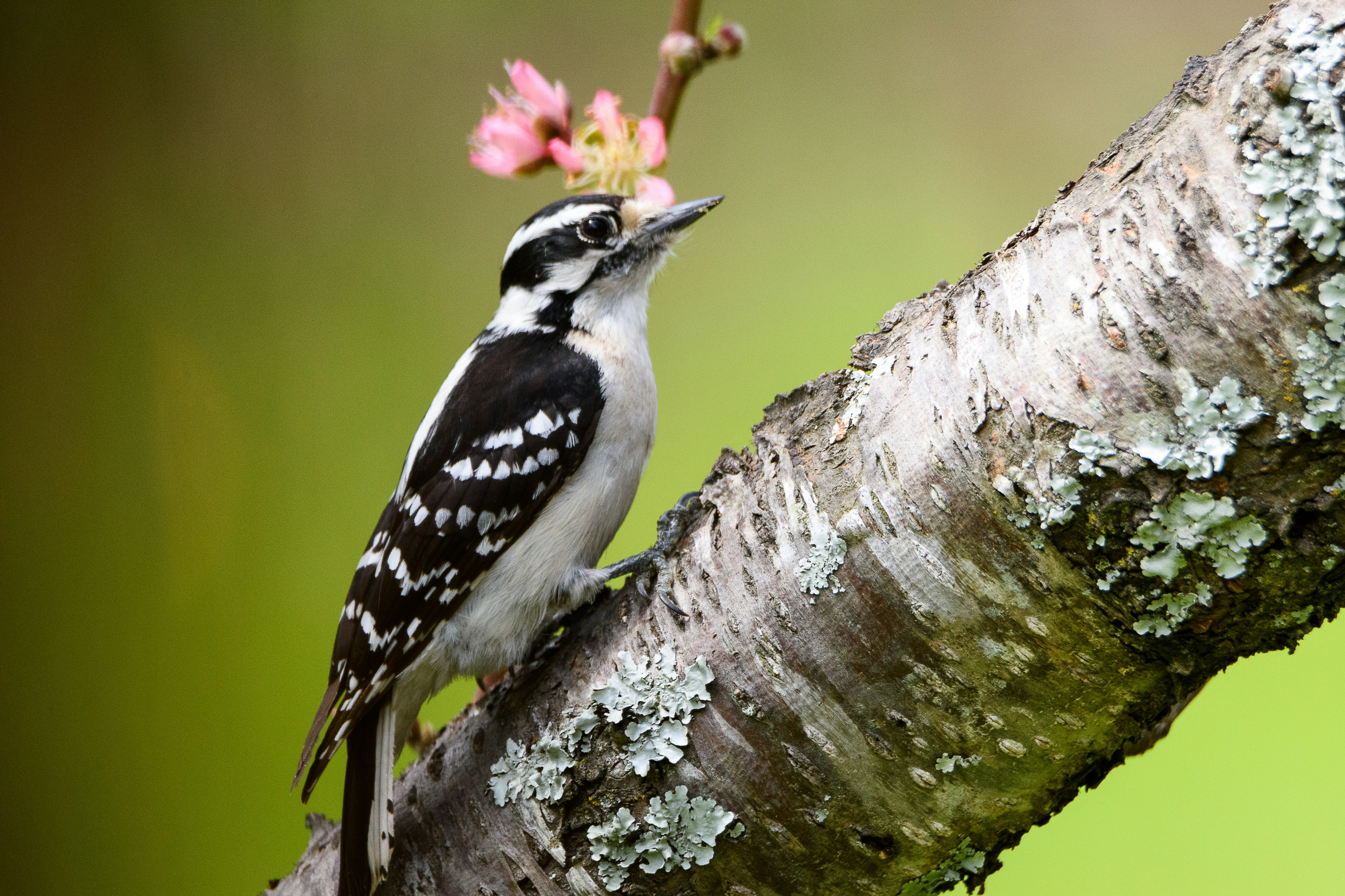 Black-and-White Woodpecker on Mossy Branch with Pink Bloom