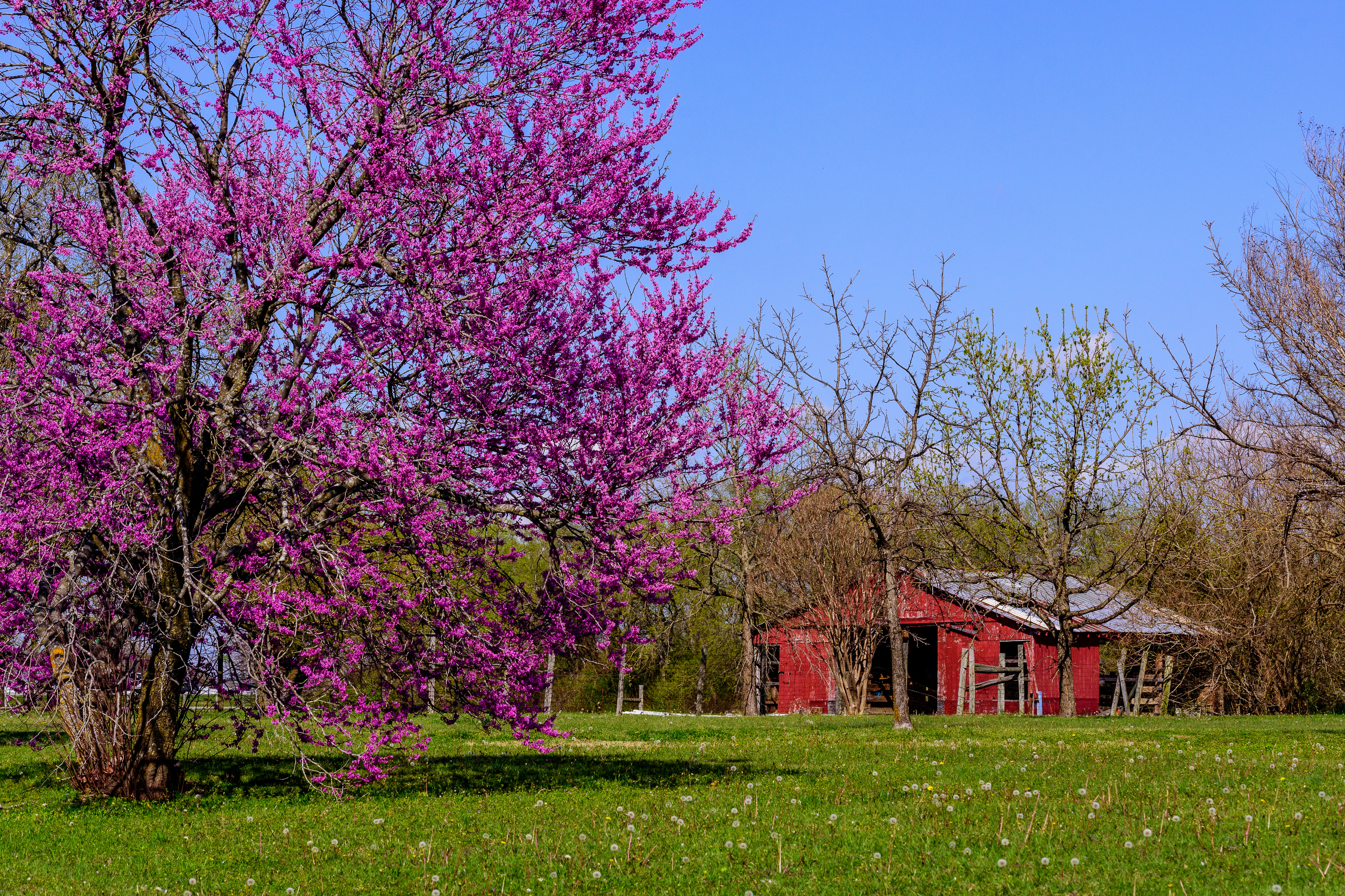 Spring Orchard: A Pink Blossom Tree and a Red Shed on a Sunny Field