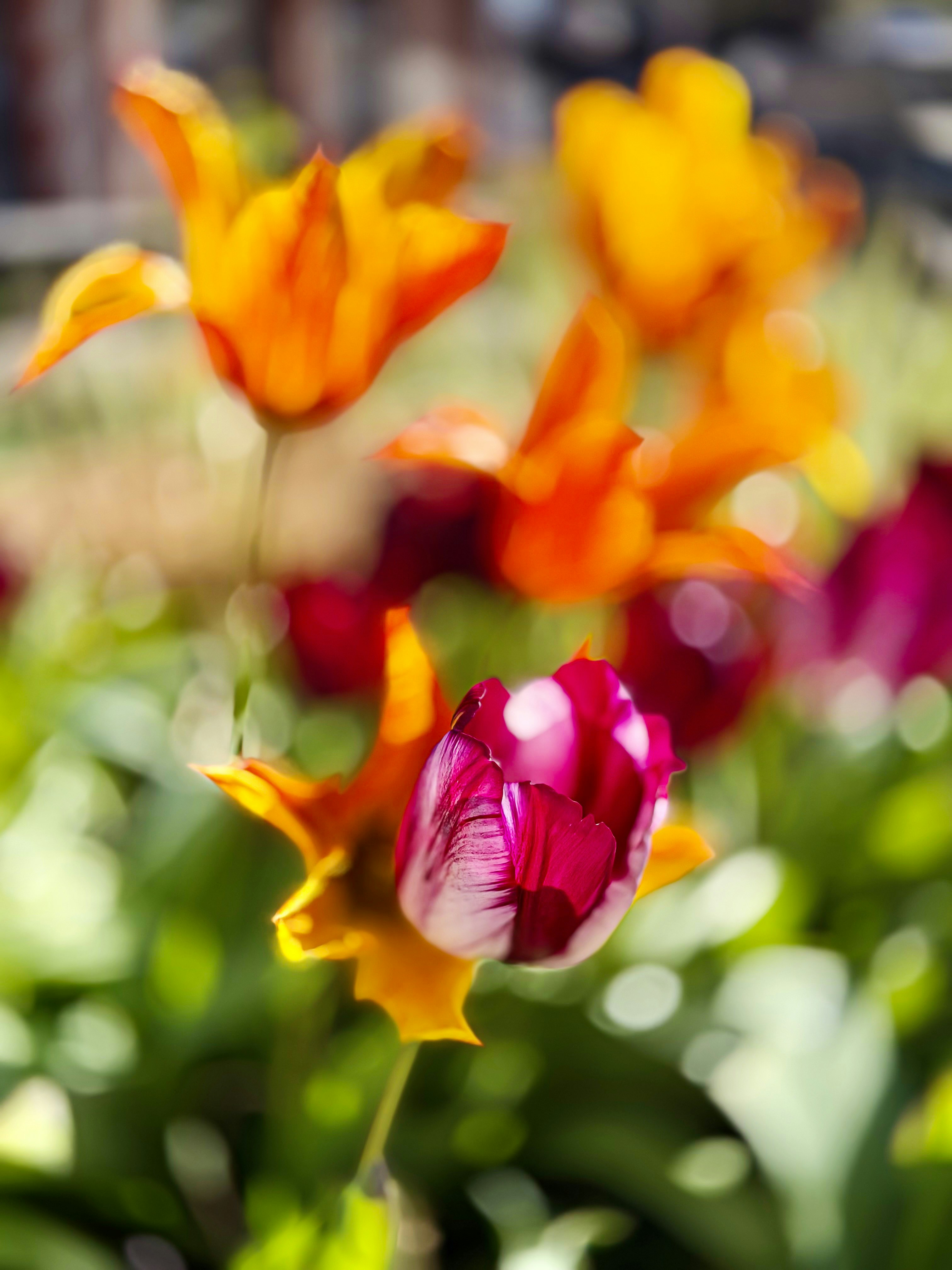 Magenta Tulip in Soft Focus Burst