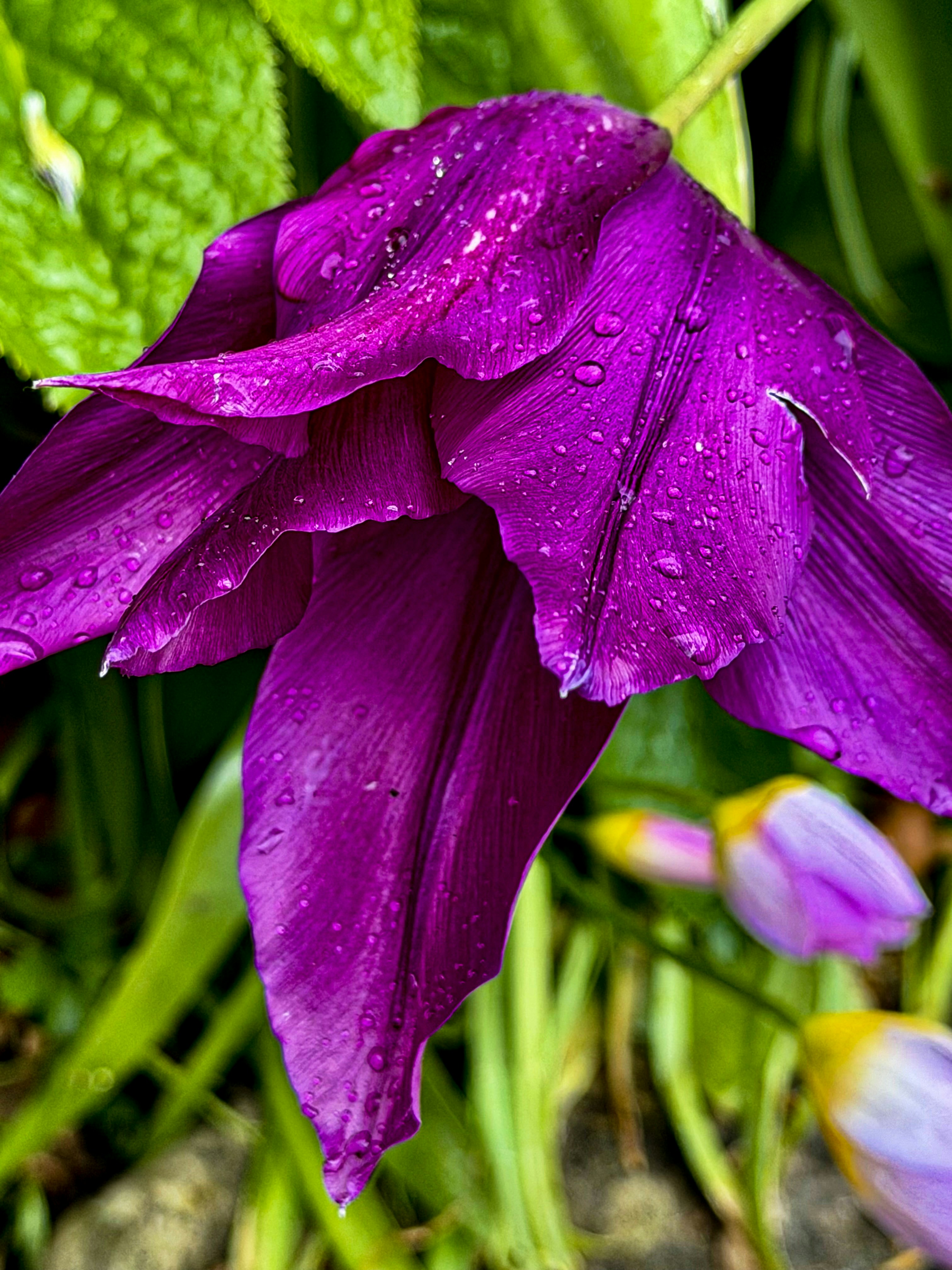 Violet Petal Bloom with Dew — a close-up in garden greens