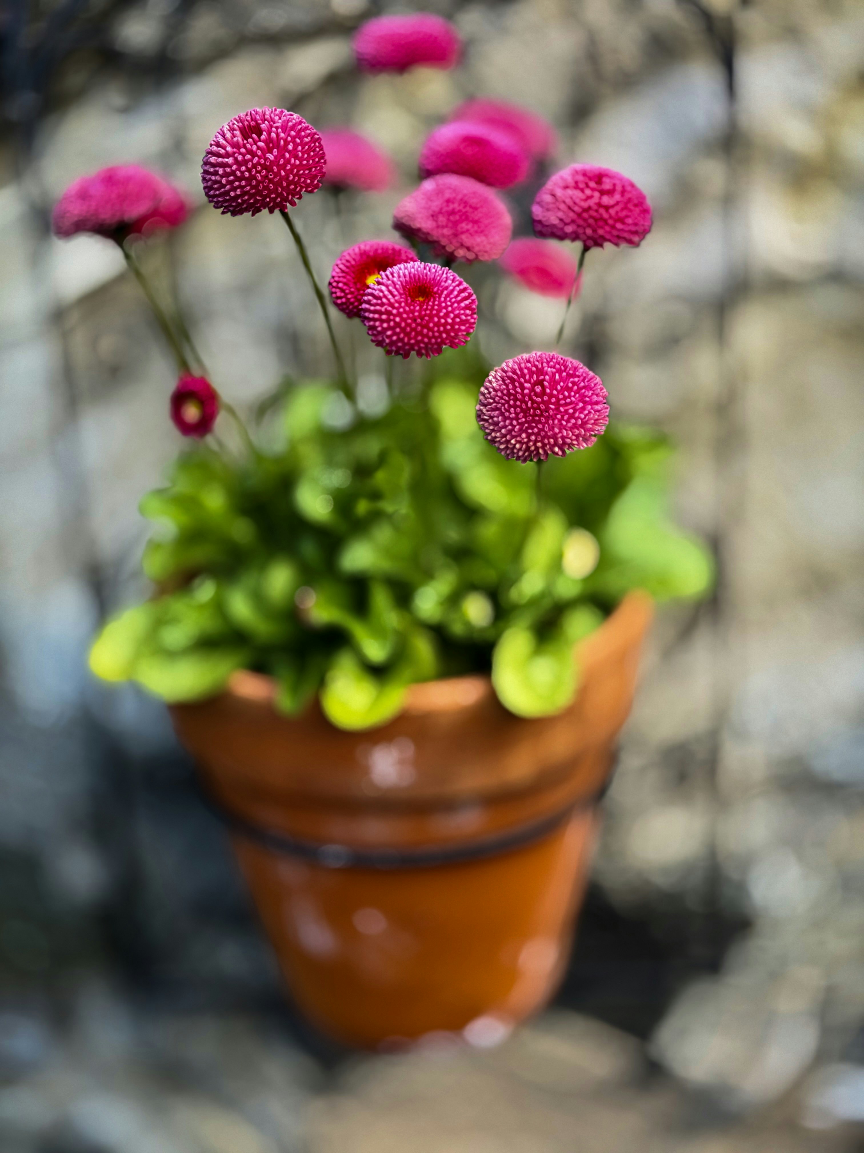 Pink Pompon Blooms in a Sunlit Terracotta Glow
