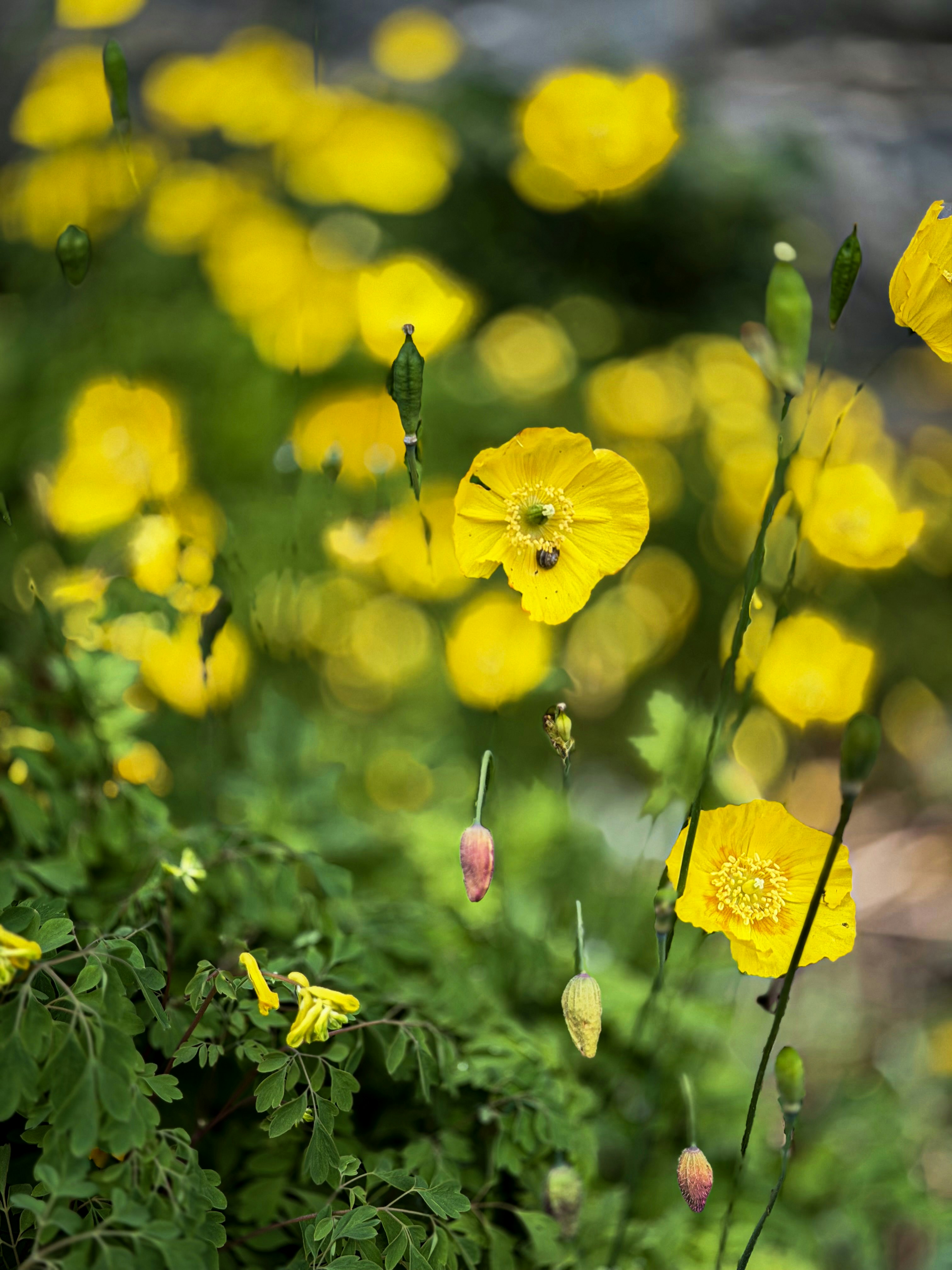 Sunlit Yellow Blooms: A Glimpse Through a Garden Patch