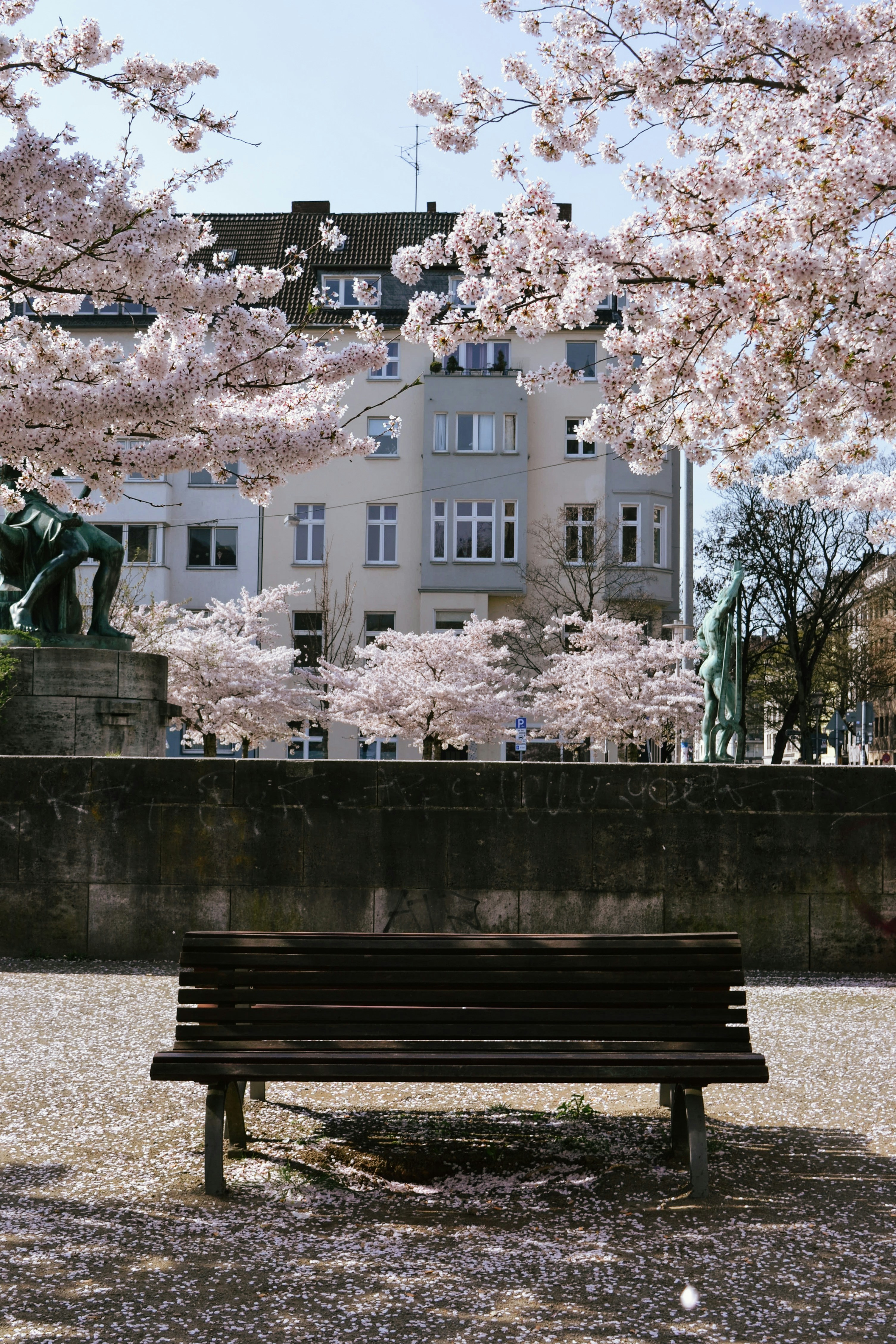 Spring Park Bench Beneath Sakura-Soft Canopy
