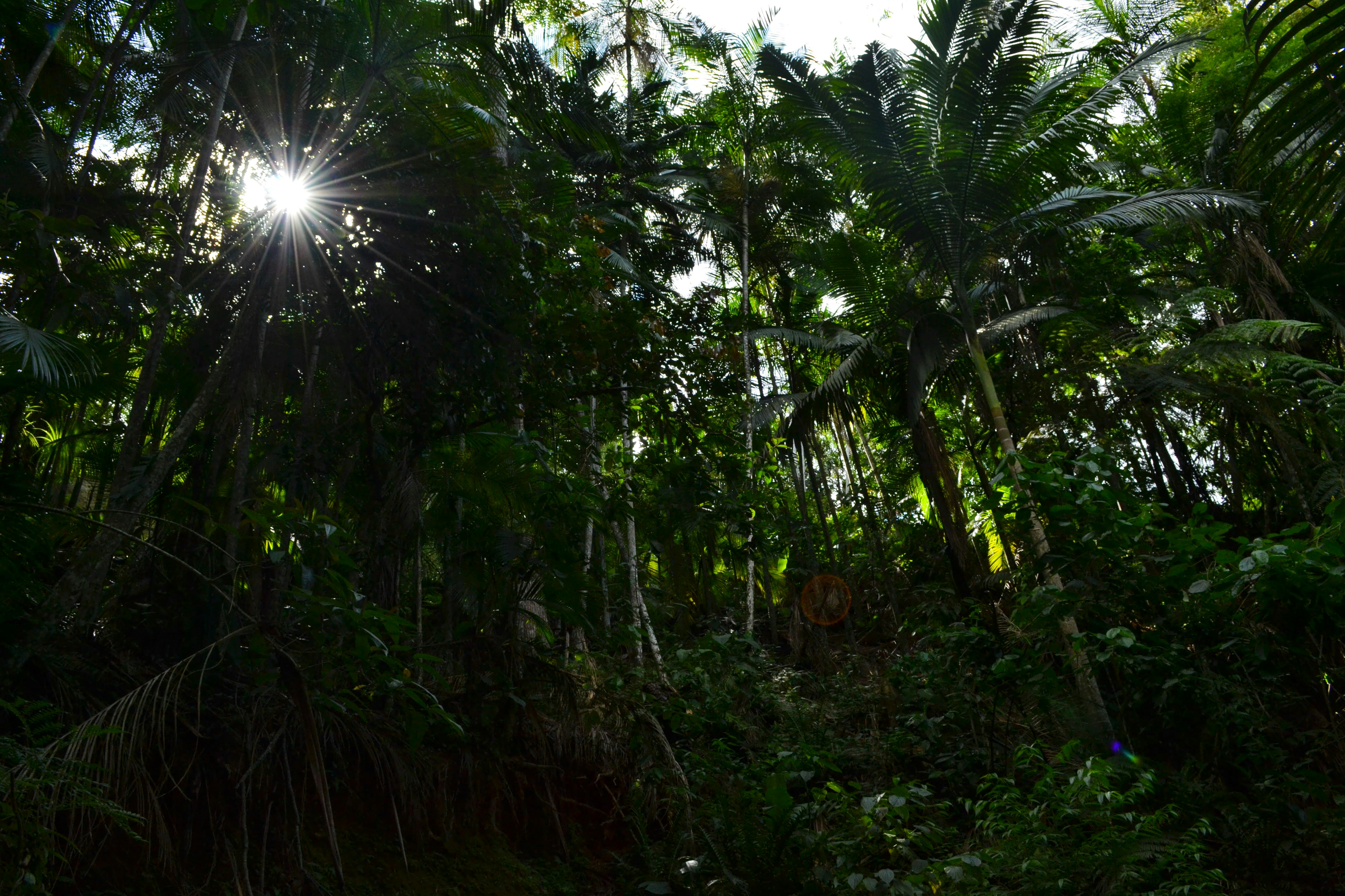 Sunlit Ferns: A Dense Jungle Moment in Morning Light