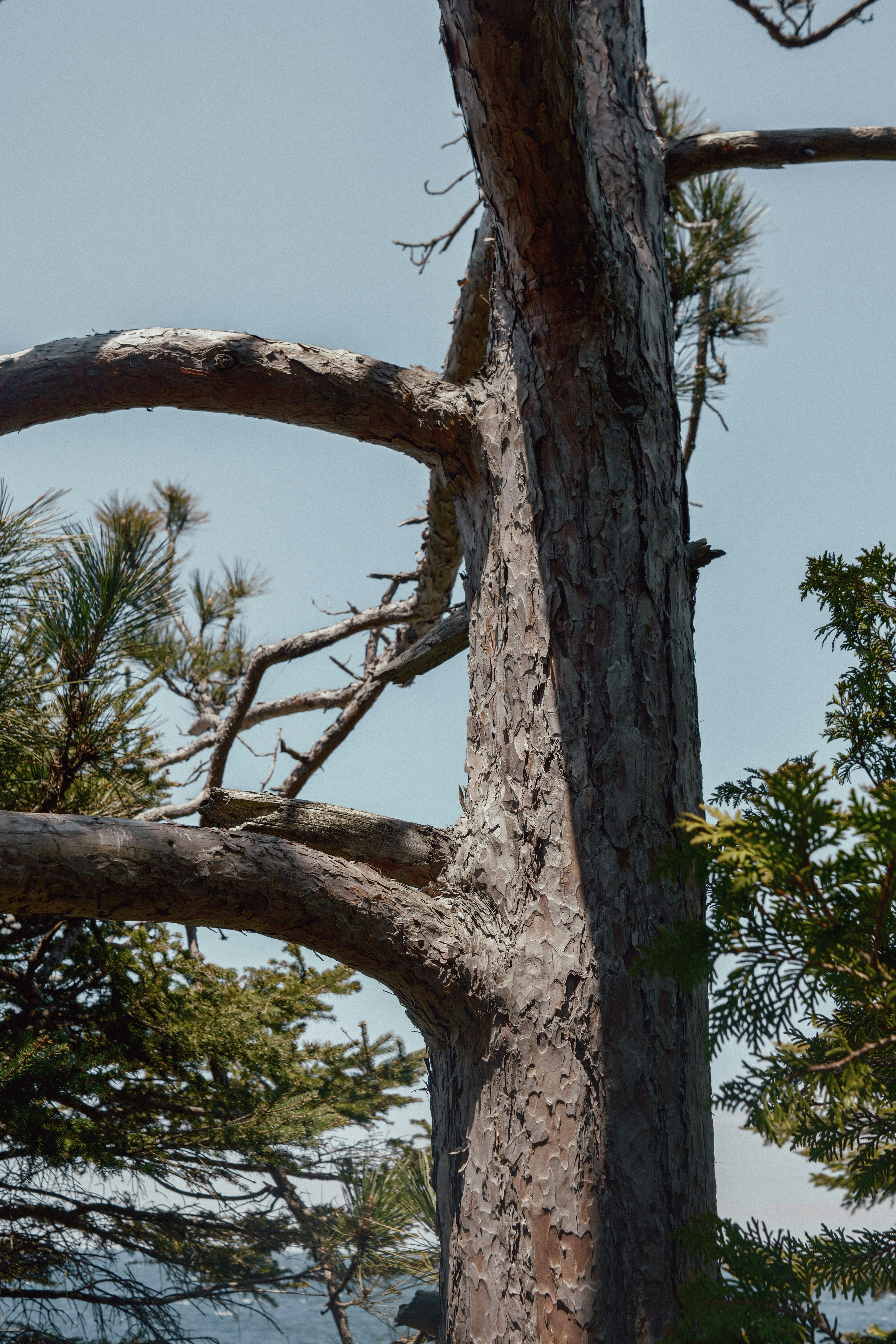 Gnarled Cedar Reach Toward the Sky