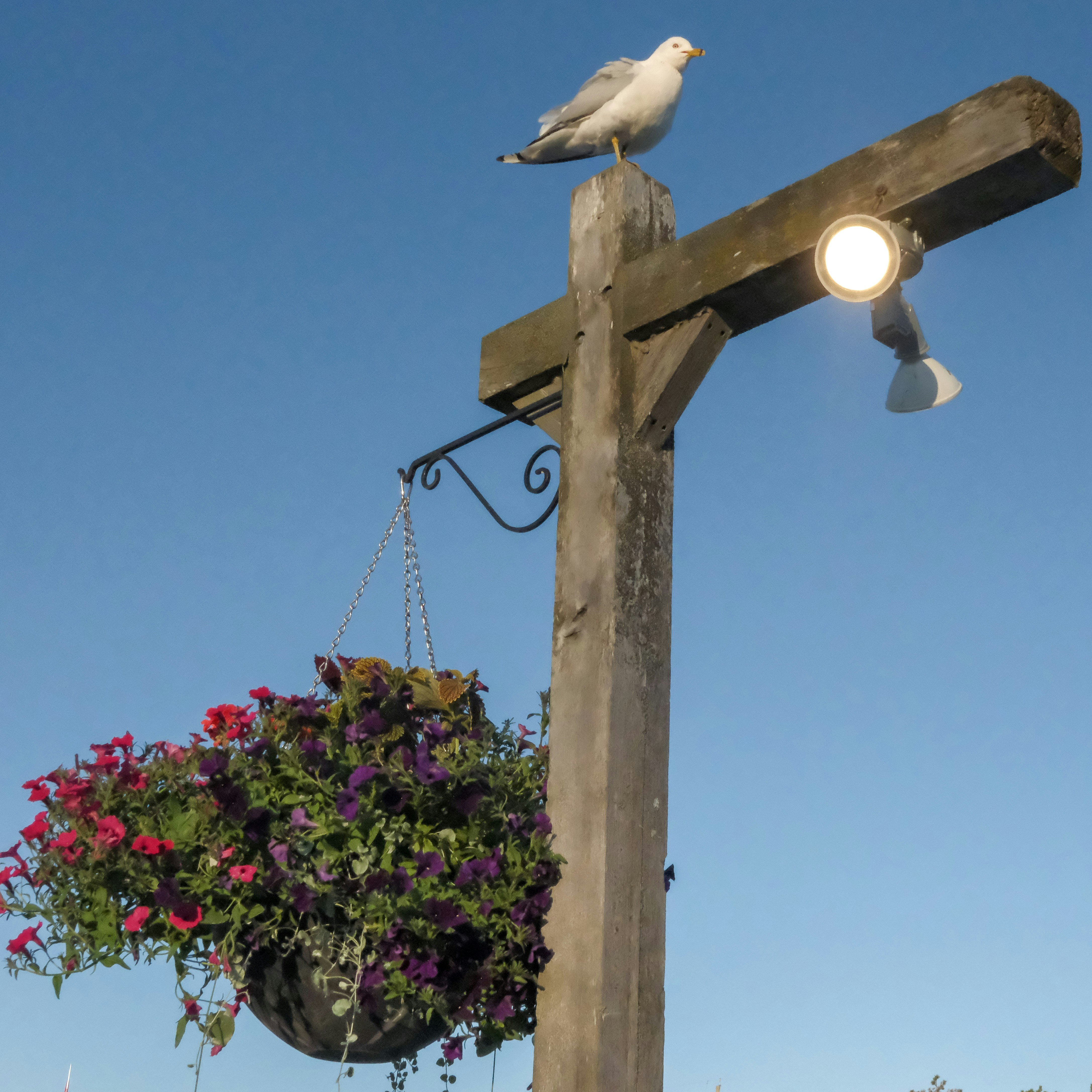 Bird on a Beam: Quiet Sentinel Above the Hanger