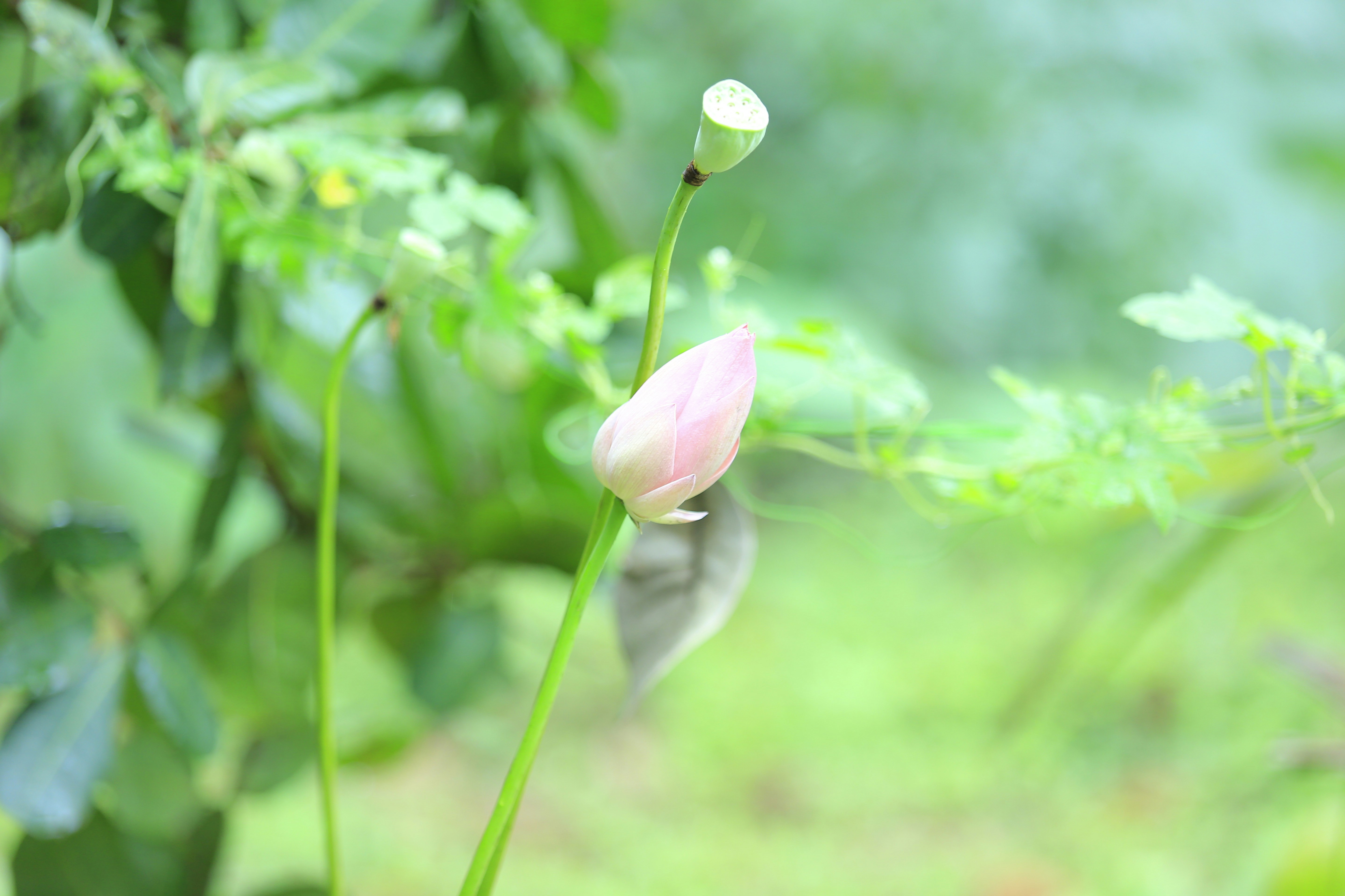 A soft-focus garden scene features a pink lotus bud in the foreground with green foliage and a bright, airy backdrop.