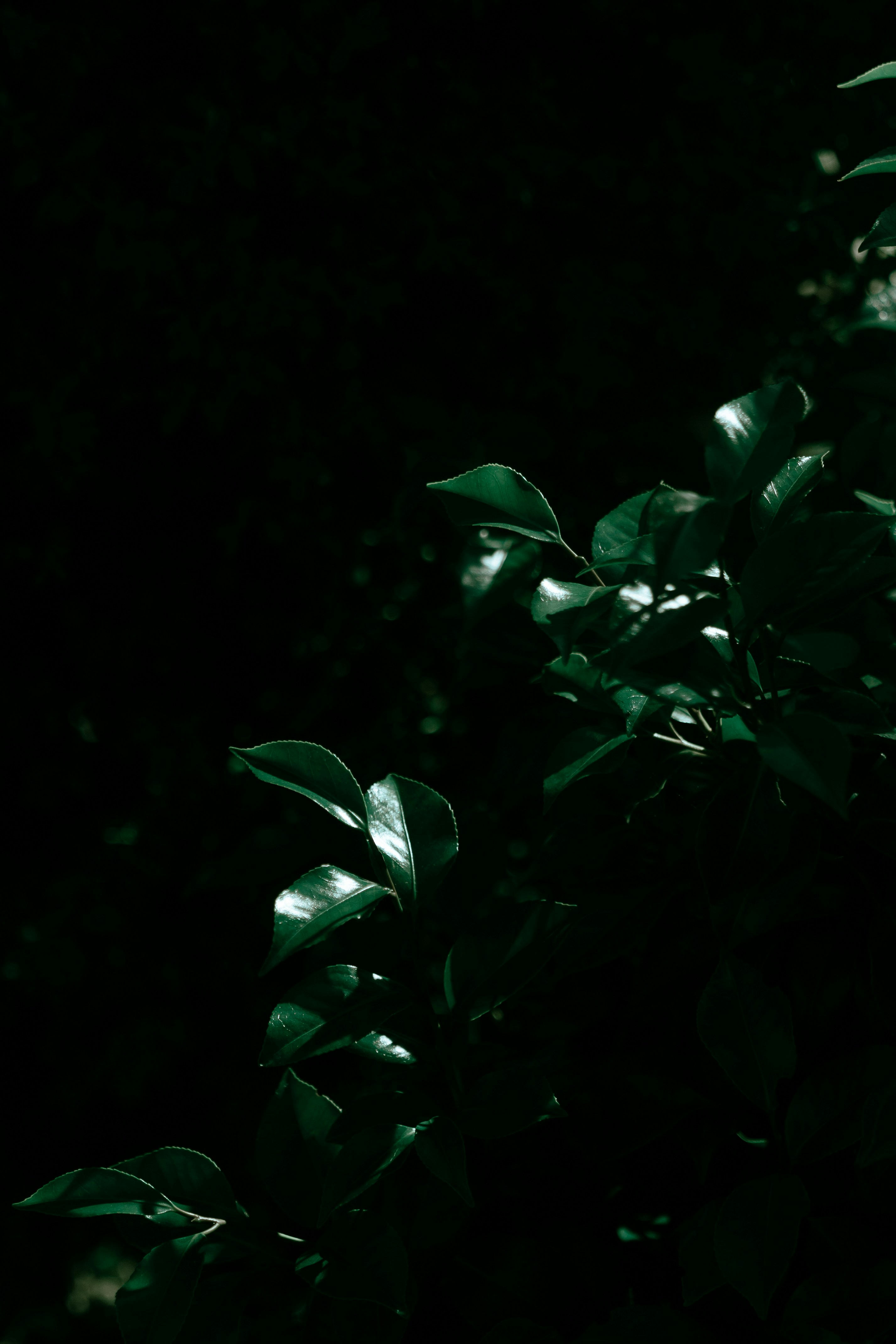 Shadowed Greenery: A Quiet Verge of Light